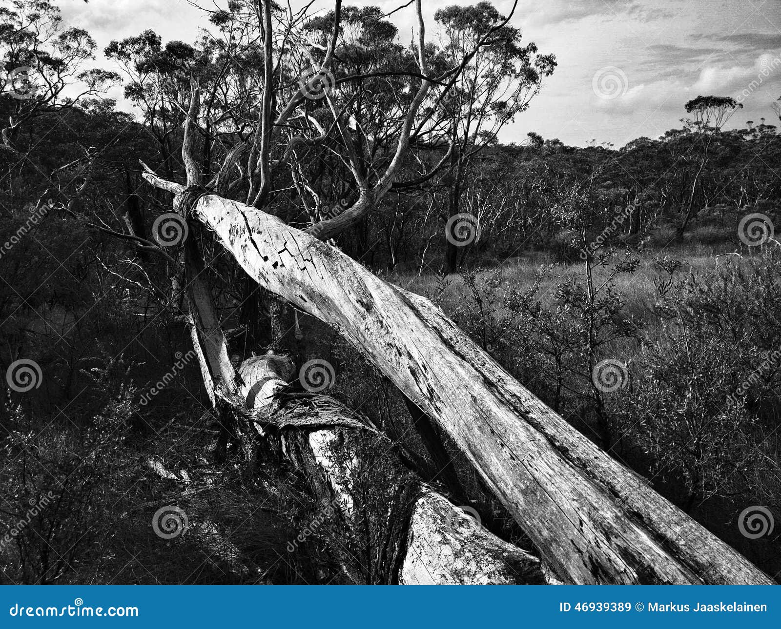 Dead Fallen Tree in Australian Bush Stock Image - Image of dead, tree ...