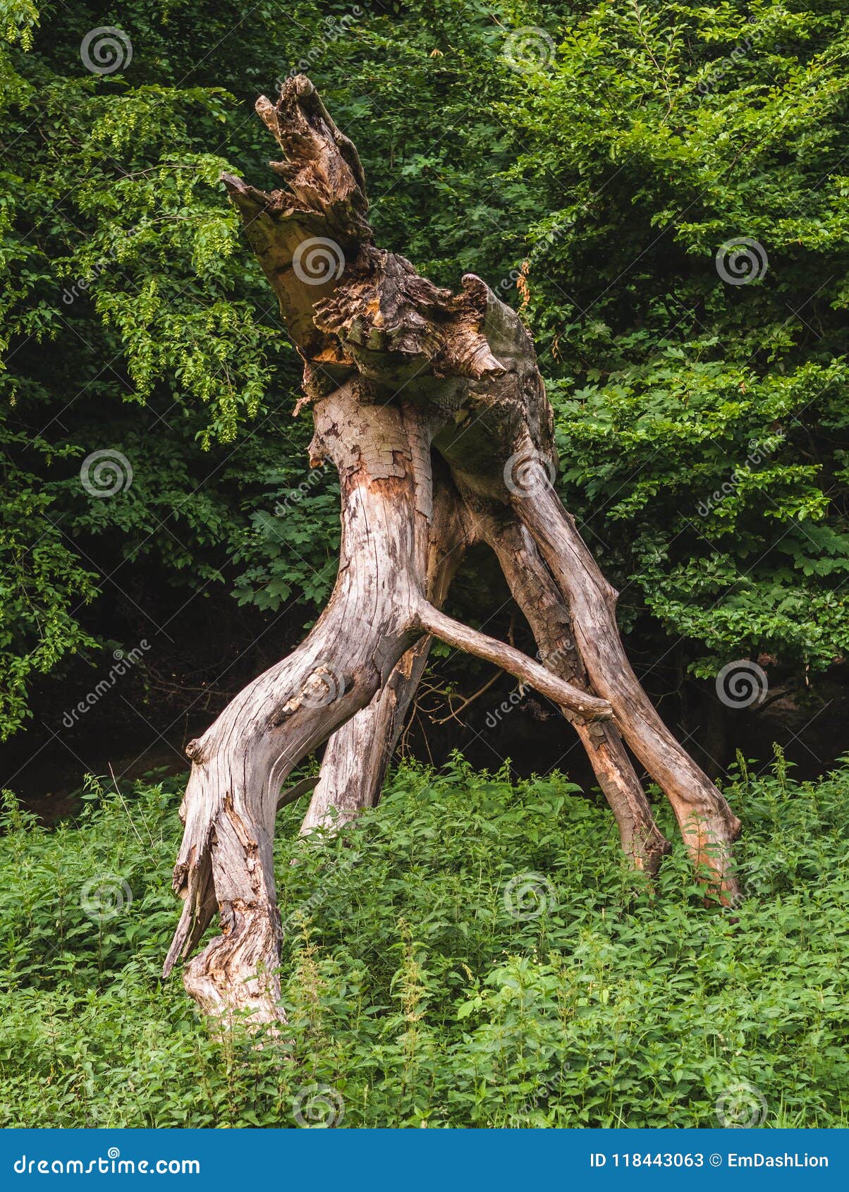 Dead Fallen Tree in the Forest Surrounded by Plants Stock Image - Image ...