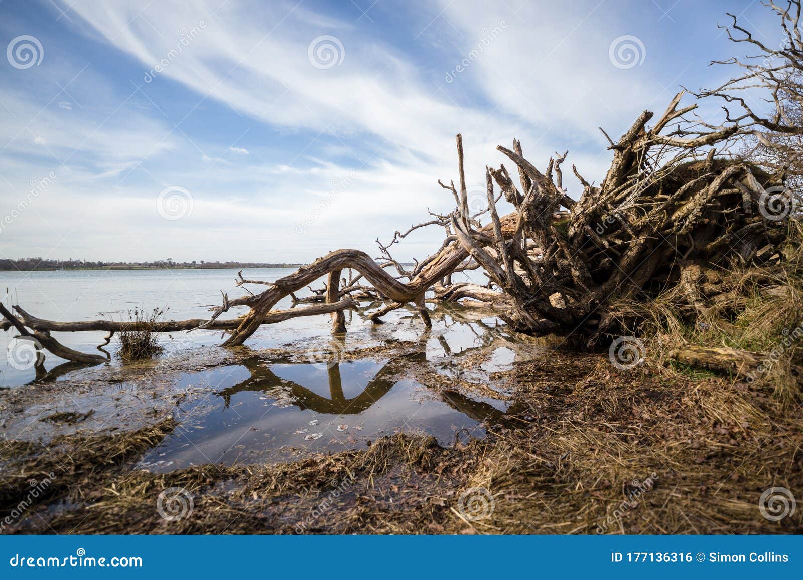 A Dead Fallen Tree that Has Fallen into a River Stock Photo - Image of ...