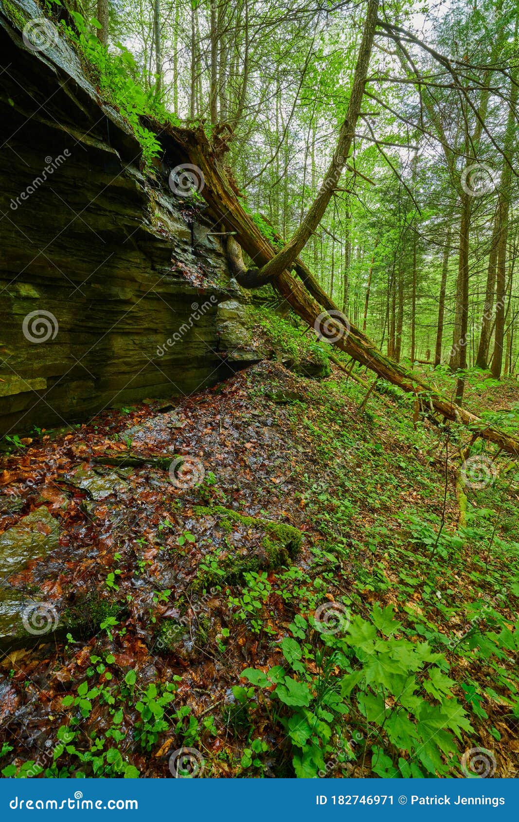Dead Fallen Tree Over Rock Ledge Stock Image - Image of national ...