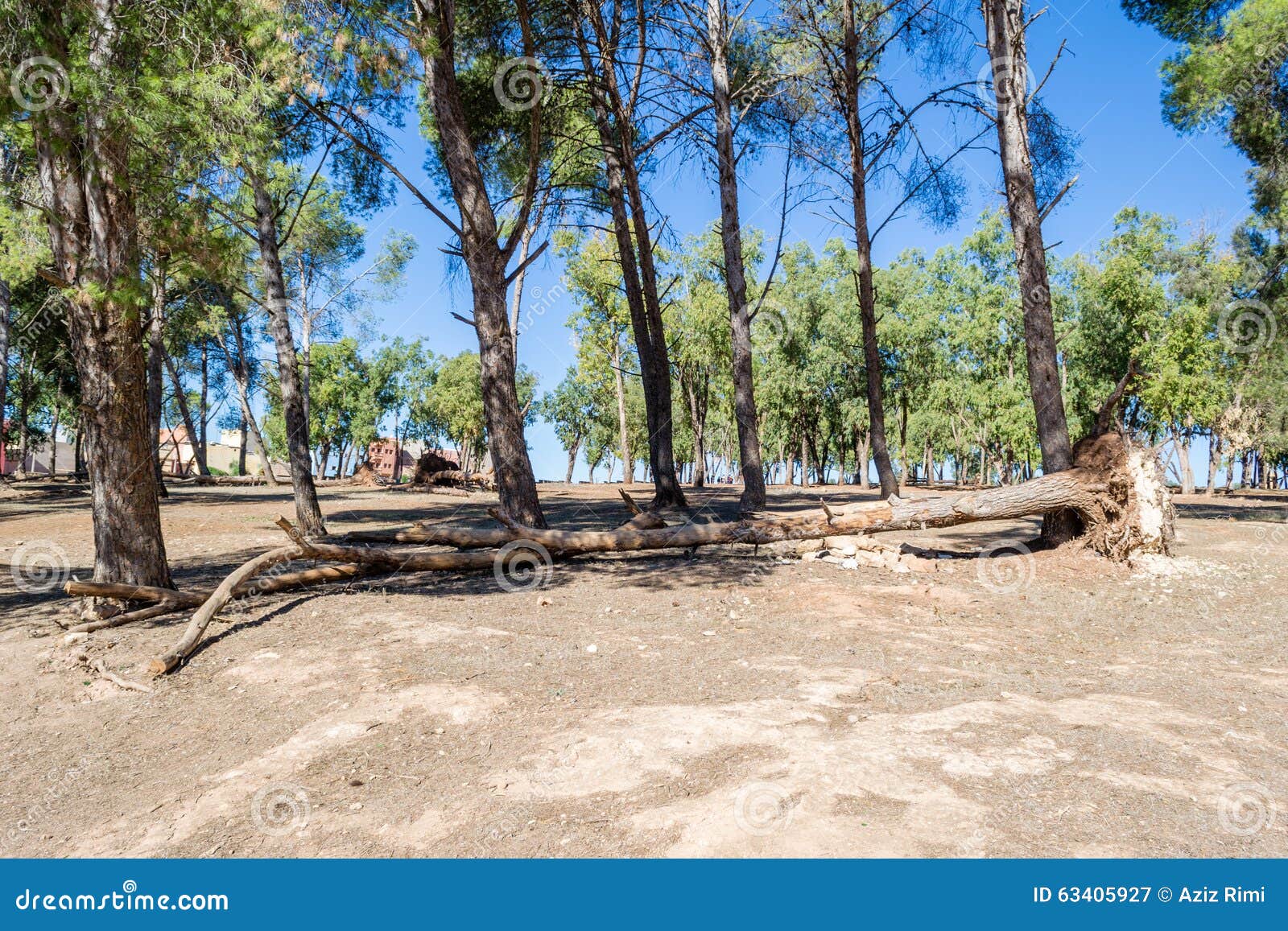 Dead fallen tree stock image. Image of dead, tree, green - 63405927