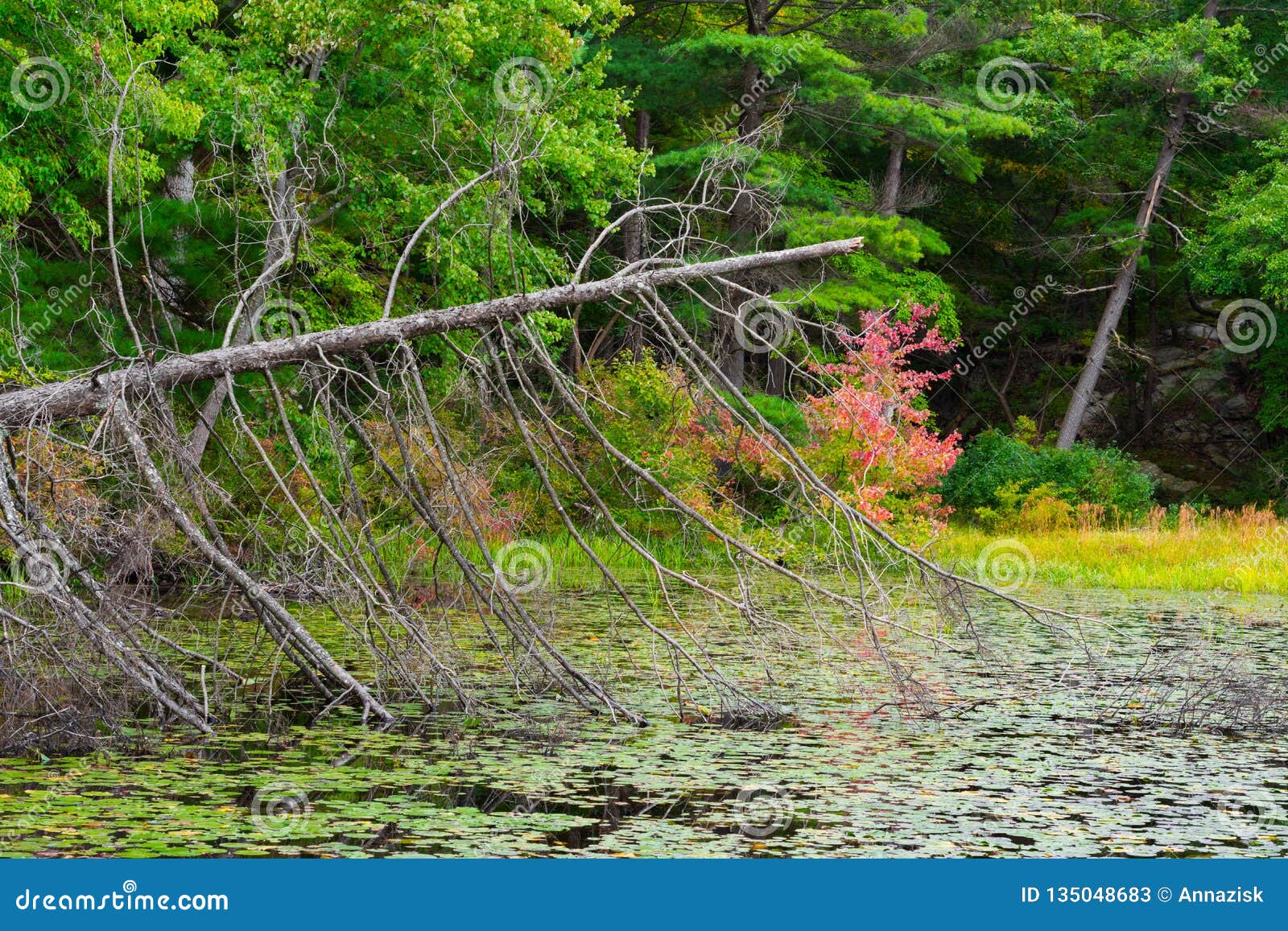 Dead fallen tree in pond stock image. Image of leaves - 135048683