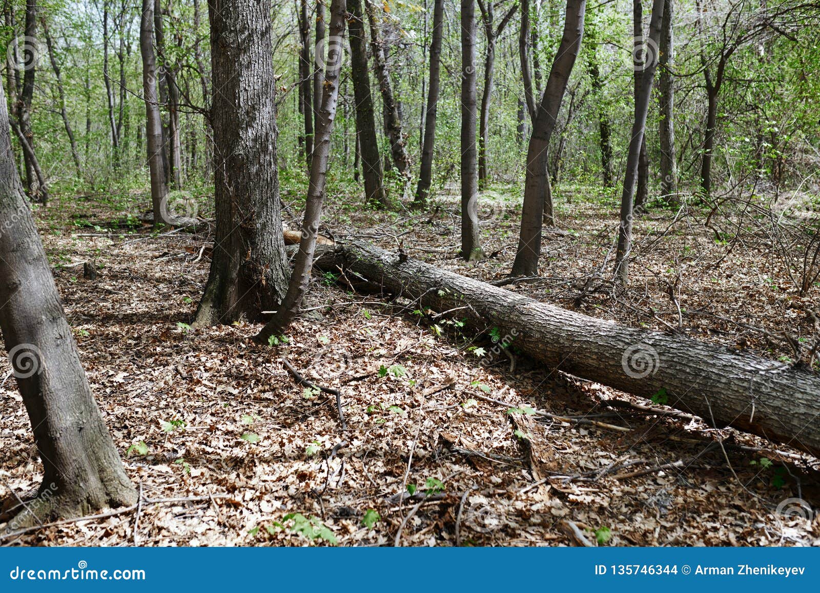 Dead Fallen Tree Trunk in the Forest Stock Photo - Image of ecotourism ...