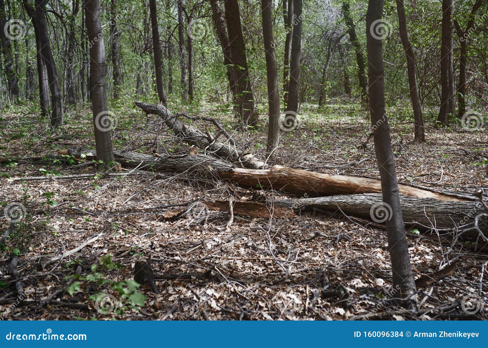 Dead Fallen Tree Trunk in the Forest Stock Photo - Image of fallen ...