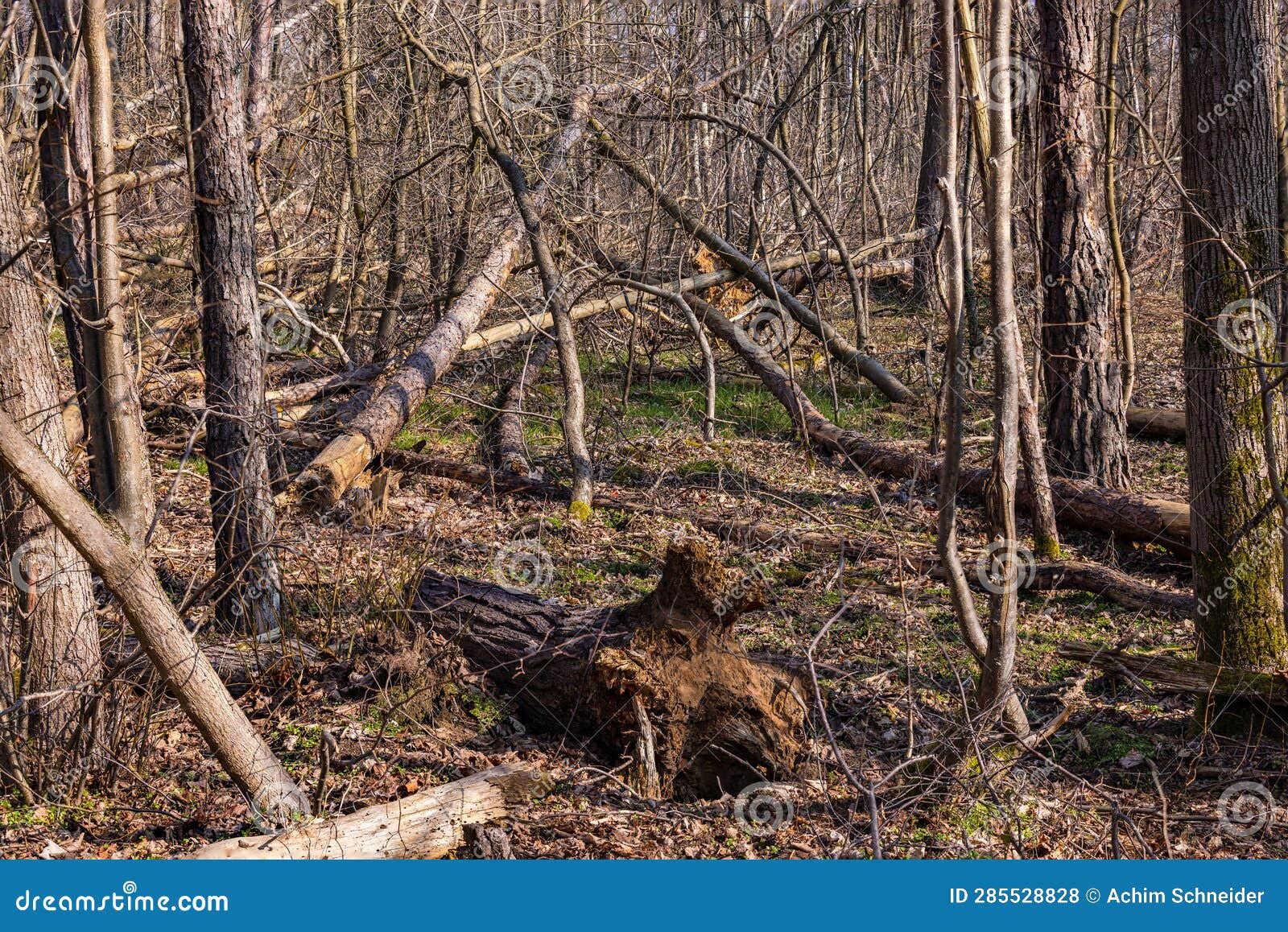 Uprooted Trees in Forest after Storm and Drought Photographed with High ...