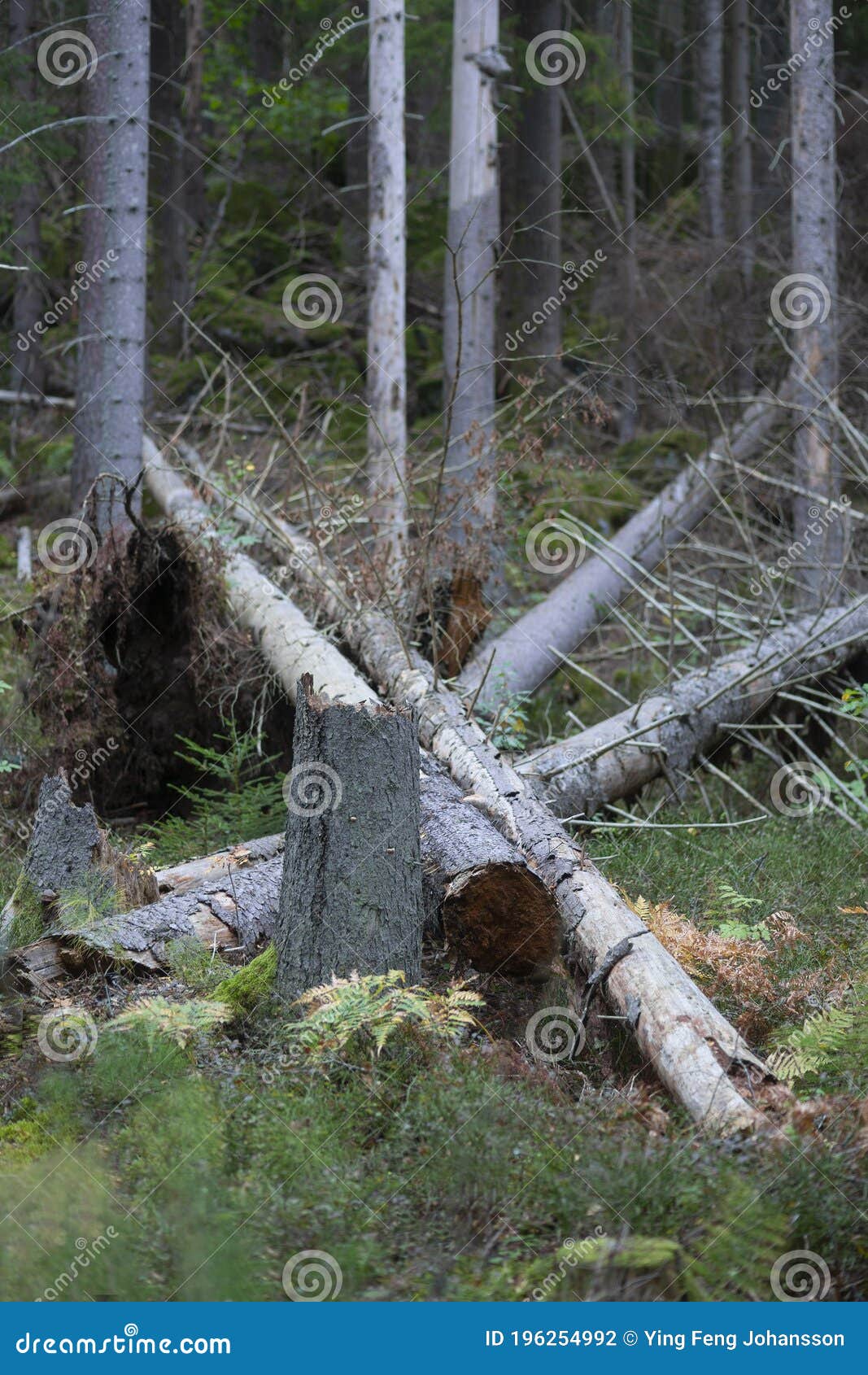 Dead Fallen Trees and Tree Stump in Forefround Stock Photo - Image of ...