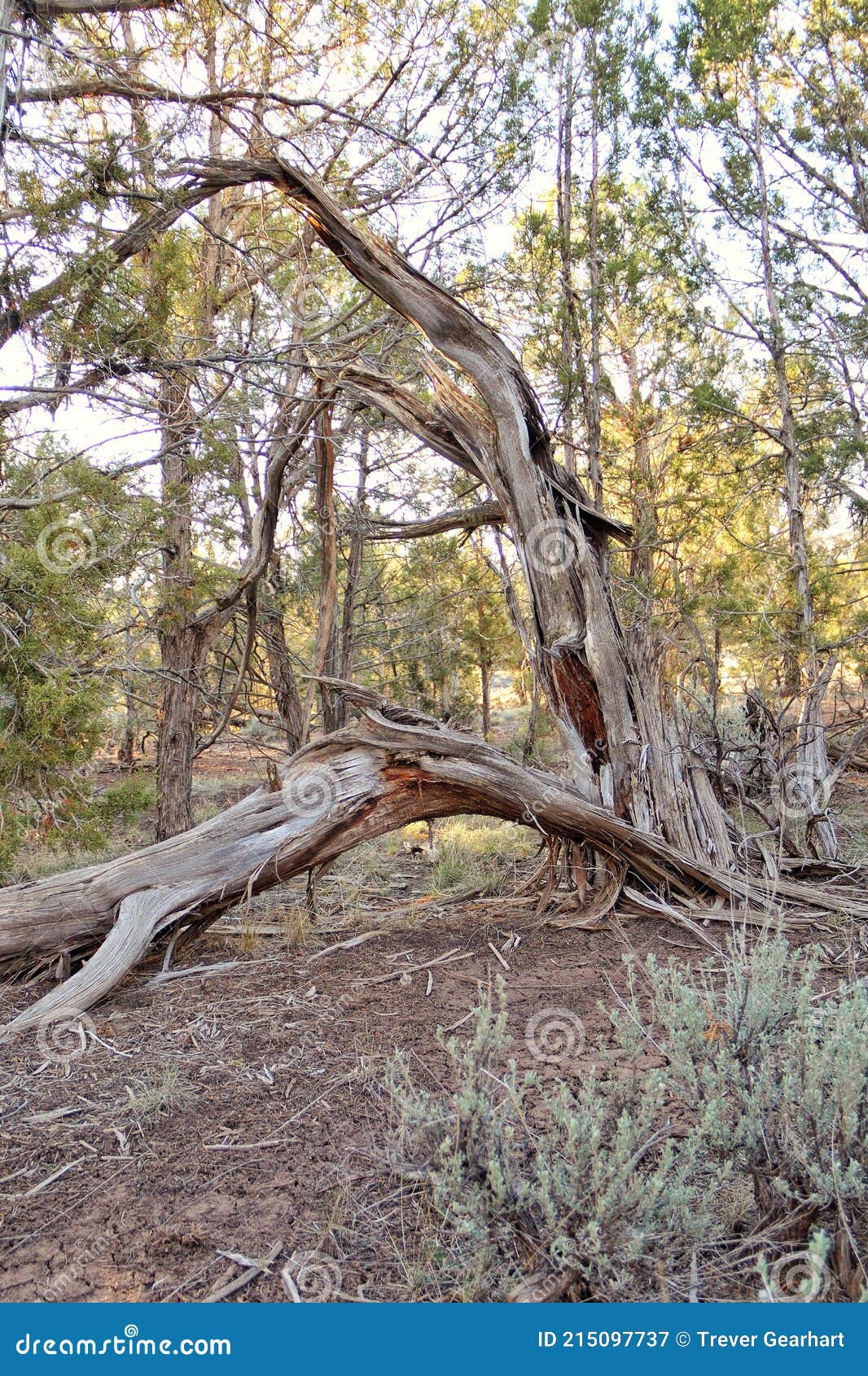 Dead Falling Juniper Tree in a Forest in the High Desert of Southwest ...
