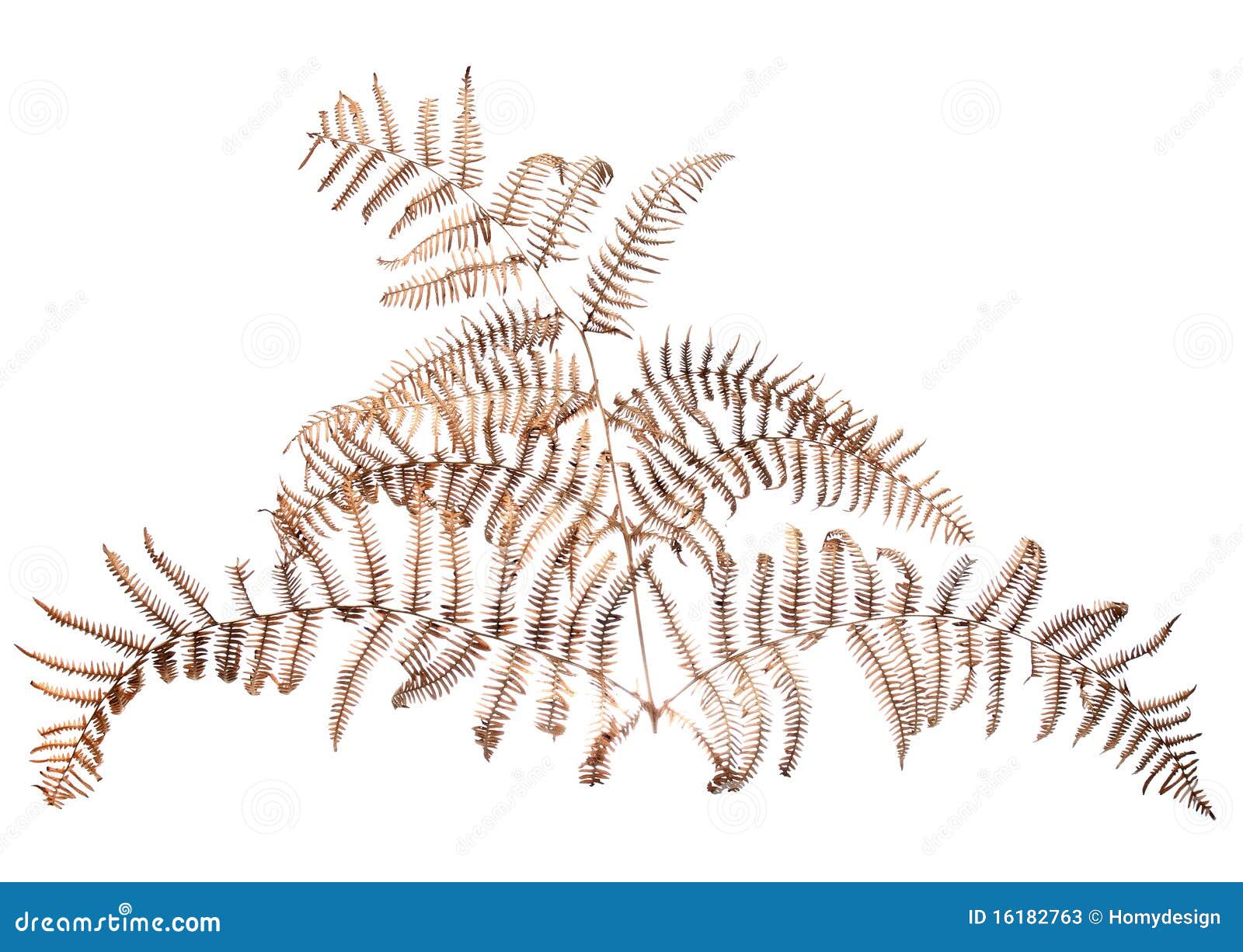 Dead fern leaf stock image. Image of botanical, fern - 16182763