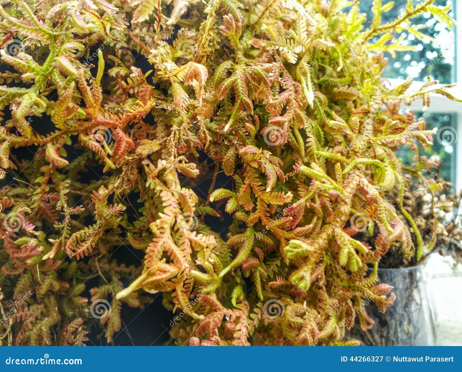 Dead fern stock image. Image of green, yellow, plants - 44266327