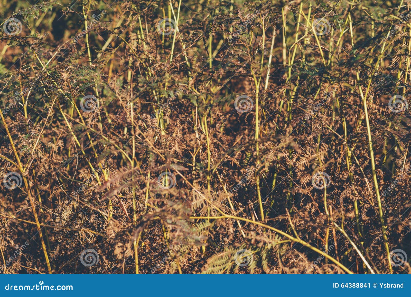 Dead ferns in autumn. stock image. Image of forest, close - 64388841