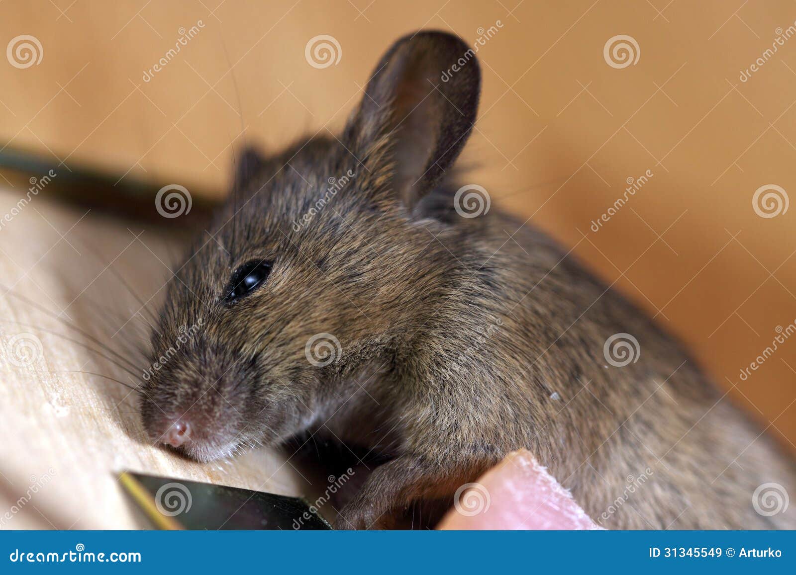 Dead Field Mouse stock image. Image of thief, dying, mousetrap - 31345549