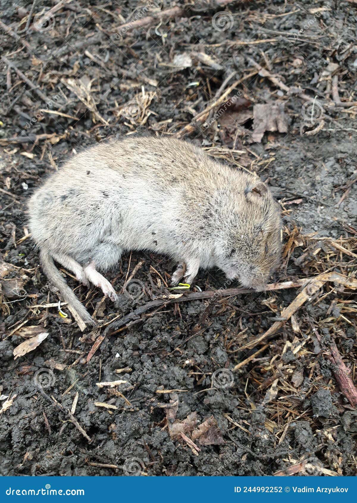 A Dead Field Mouse. a Dead Rodent Stock Photo - Image of field ...