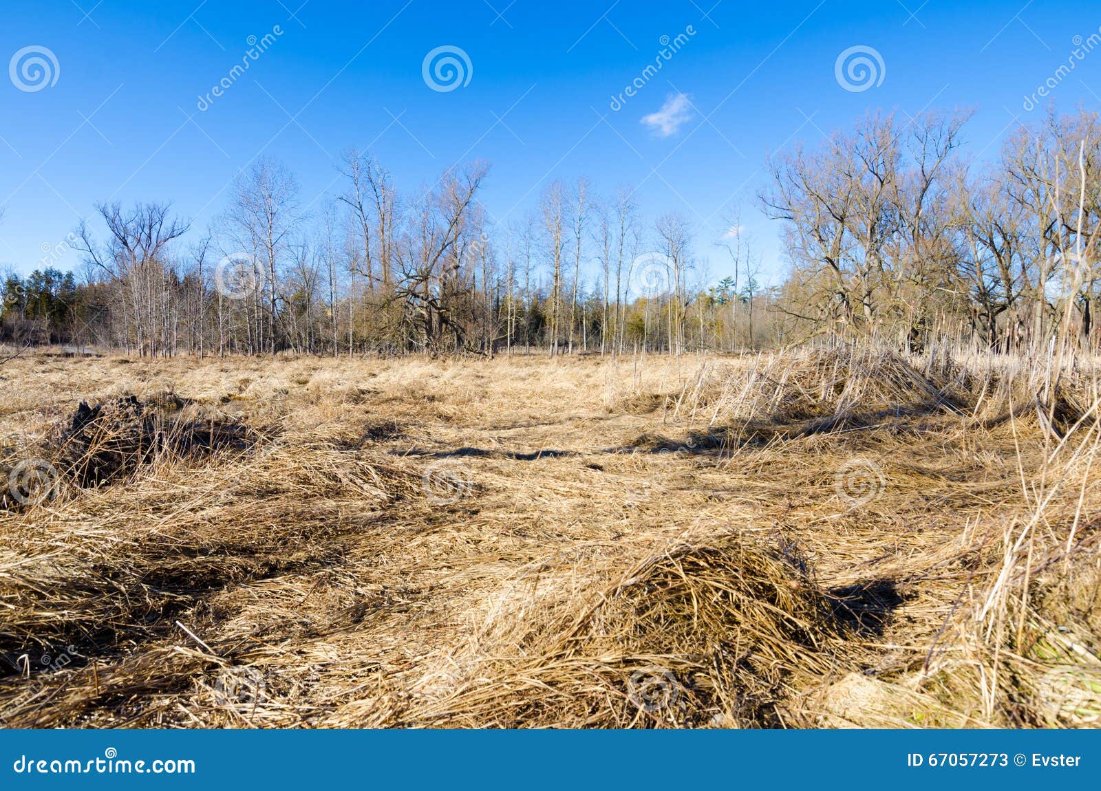 Dead Field in Winter stock image. Image of horizon, cold - 67057273