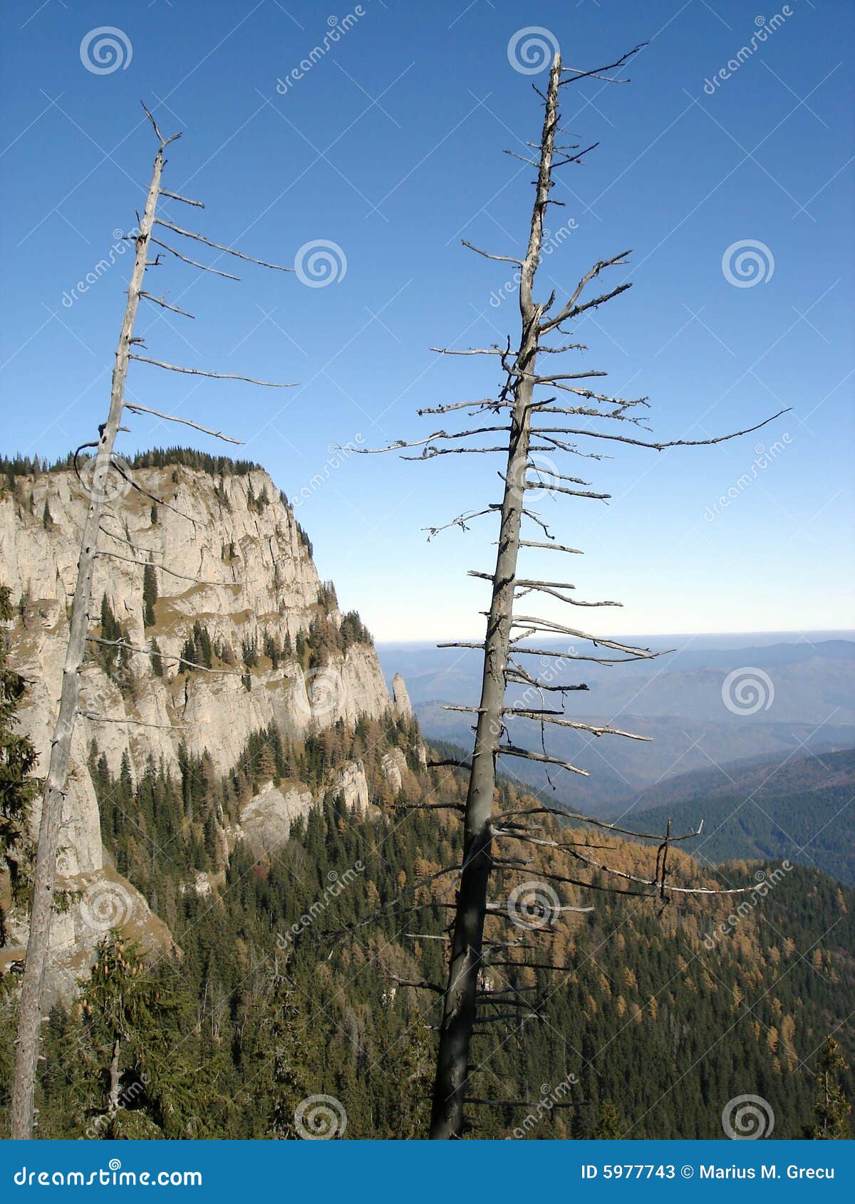 Dead Fir Trees stock image. Image of simplicity, nature - 5977743
