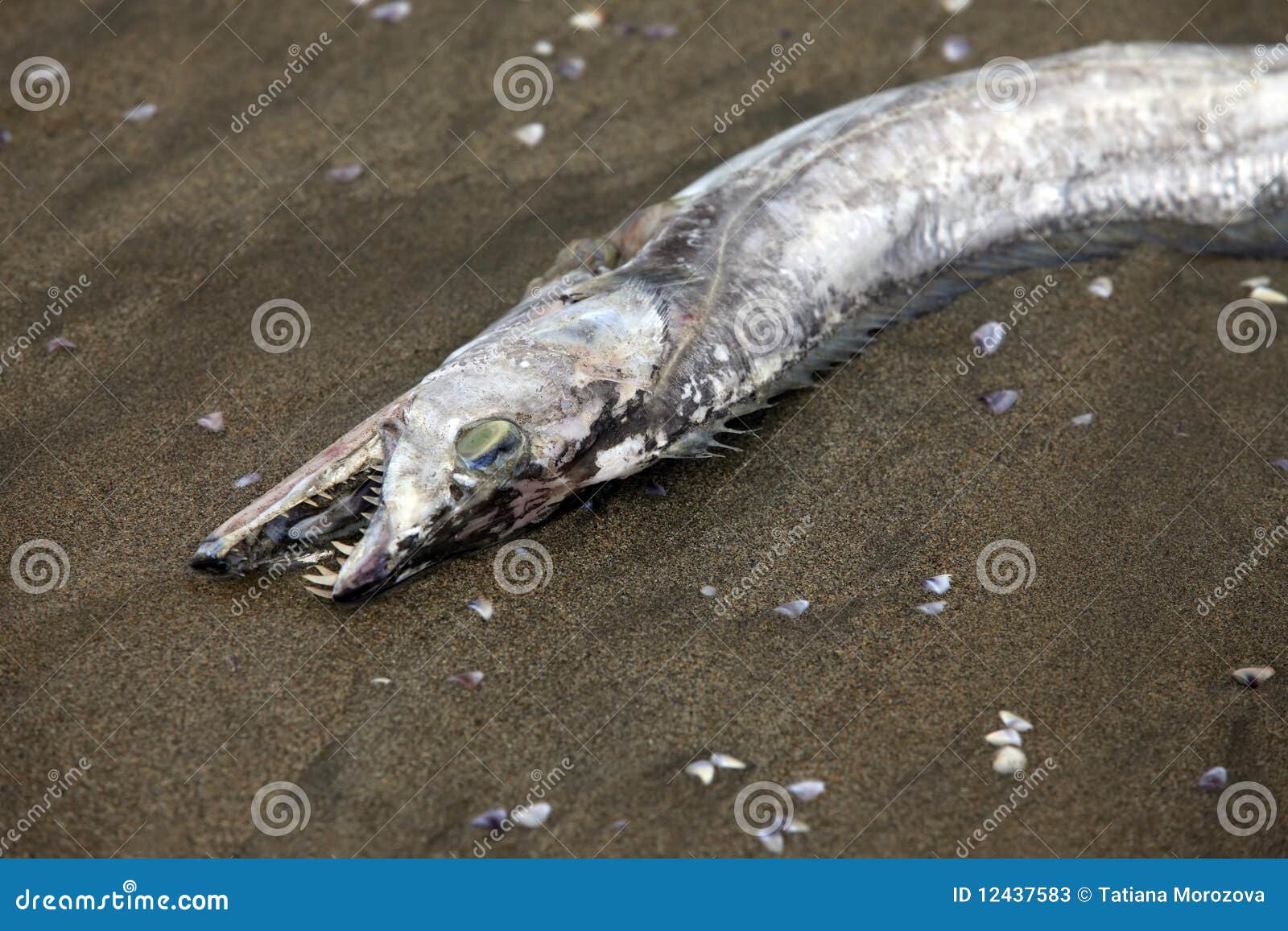 Dead fish stock image. Image of destination, horizon - 12437583