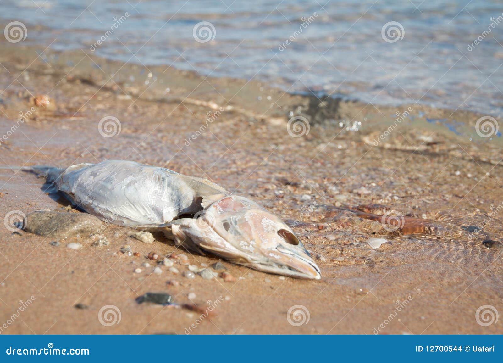 Dead fish stock photo. Image of death, hopeless, warming - 12700544