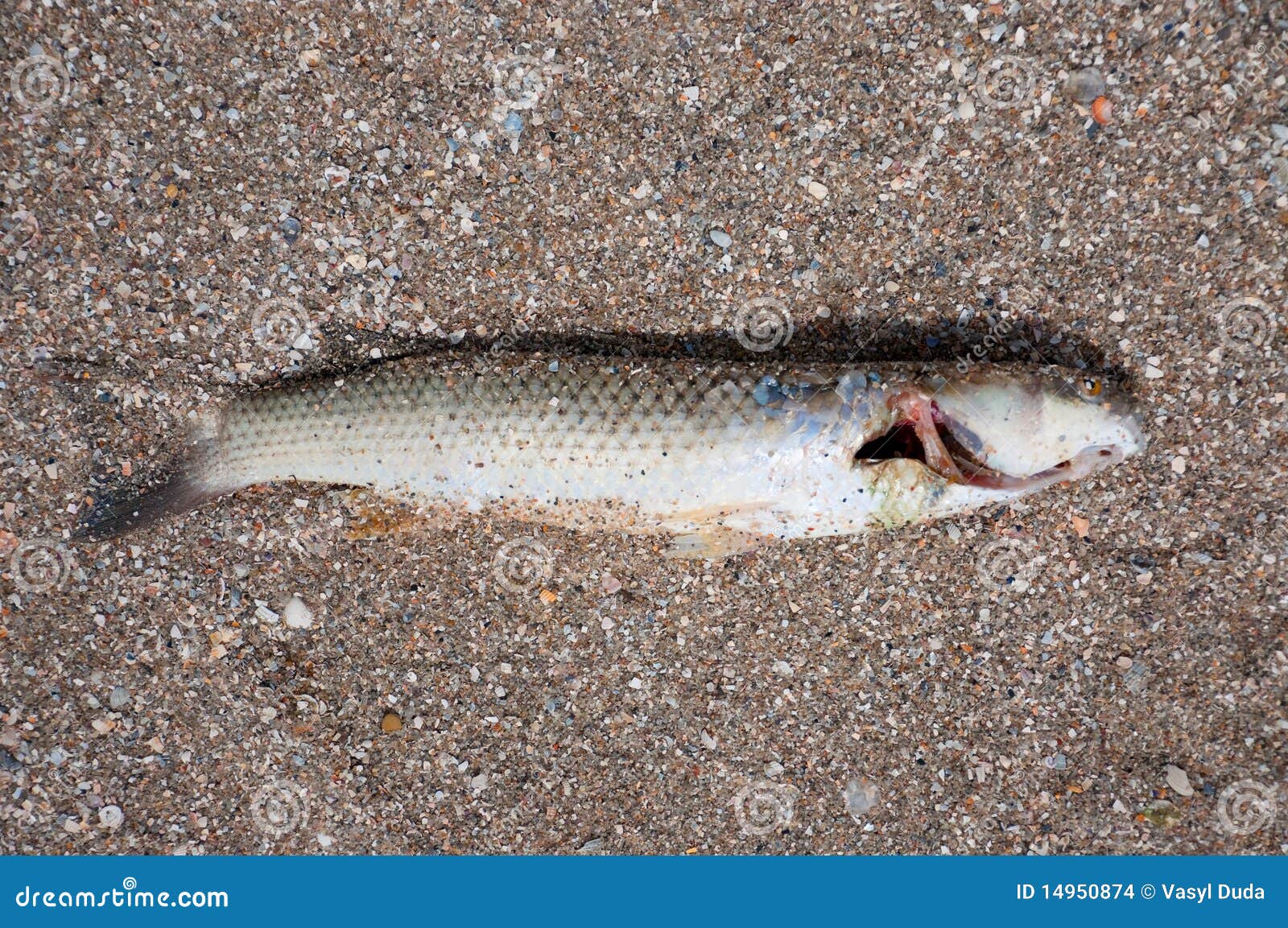 Dead fish stock photo. Image of nature, environment, dead - 14950874