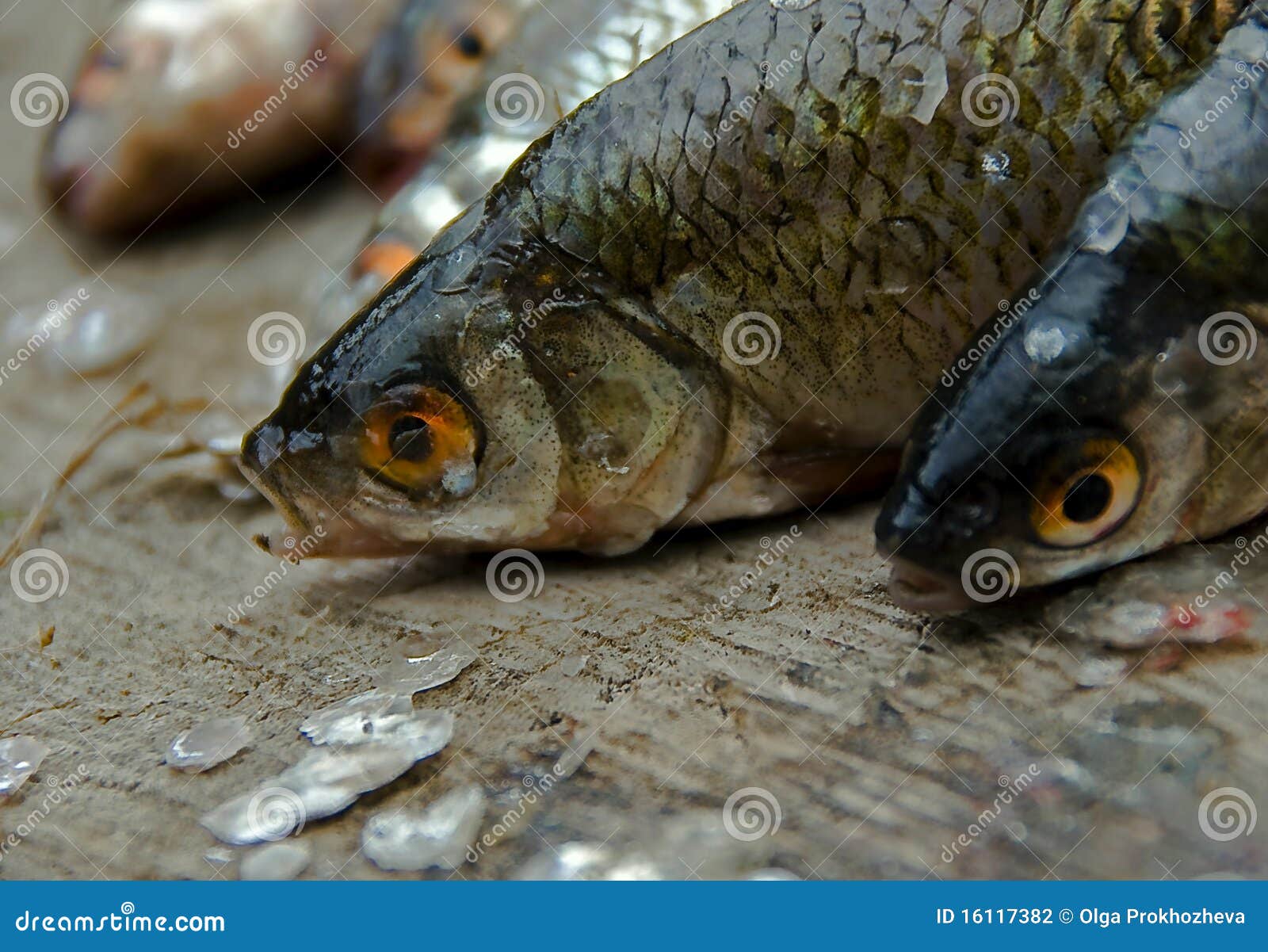 Dead fish stock photo. Image of cook, nutritious, blood - 16117382