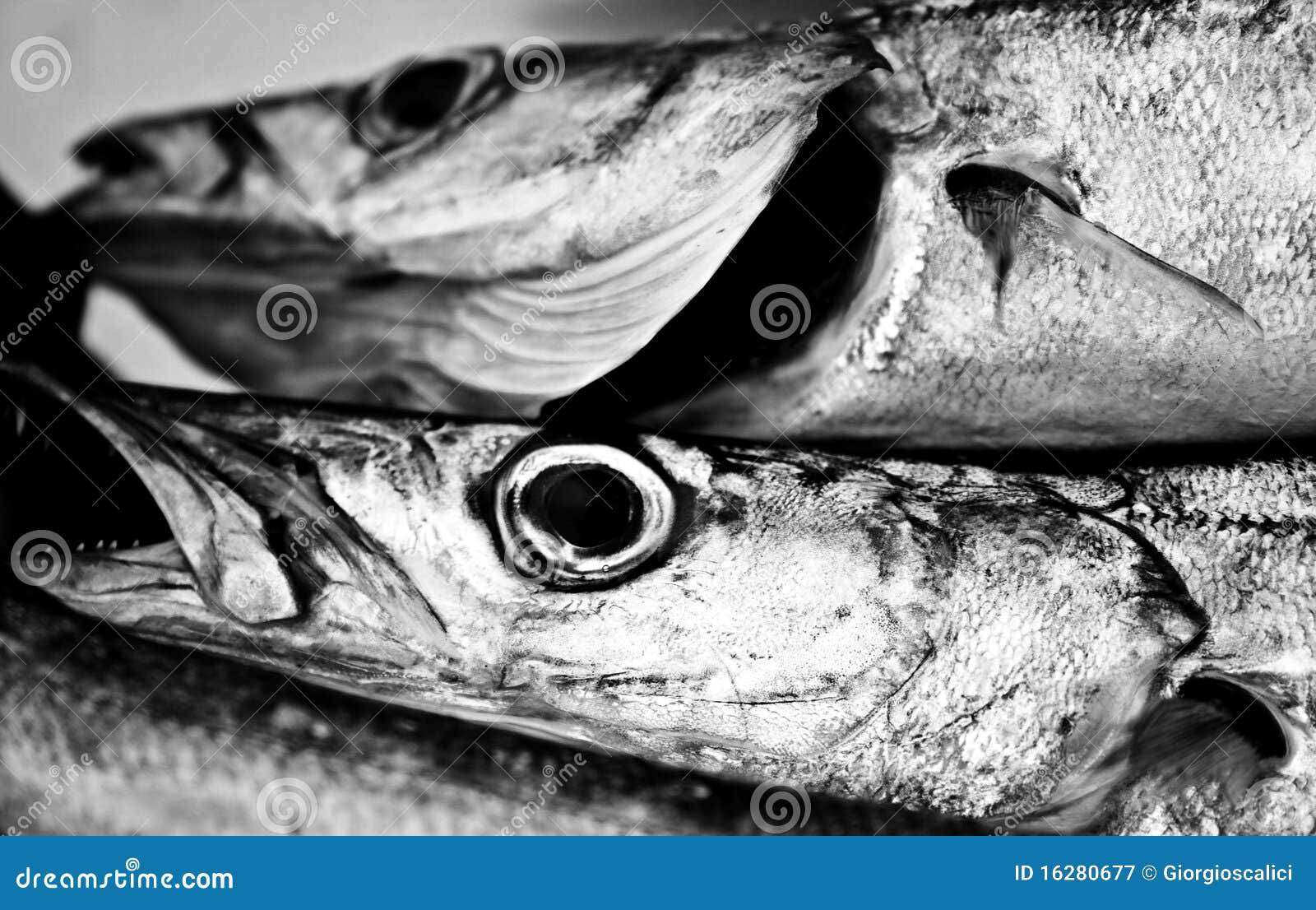 Dead fish stock image. Image of fish, nature, white, dead - 16280677