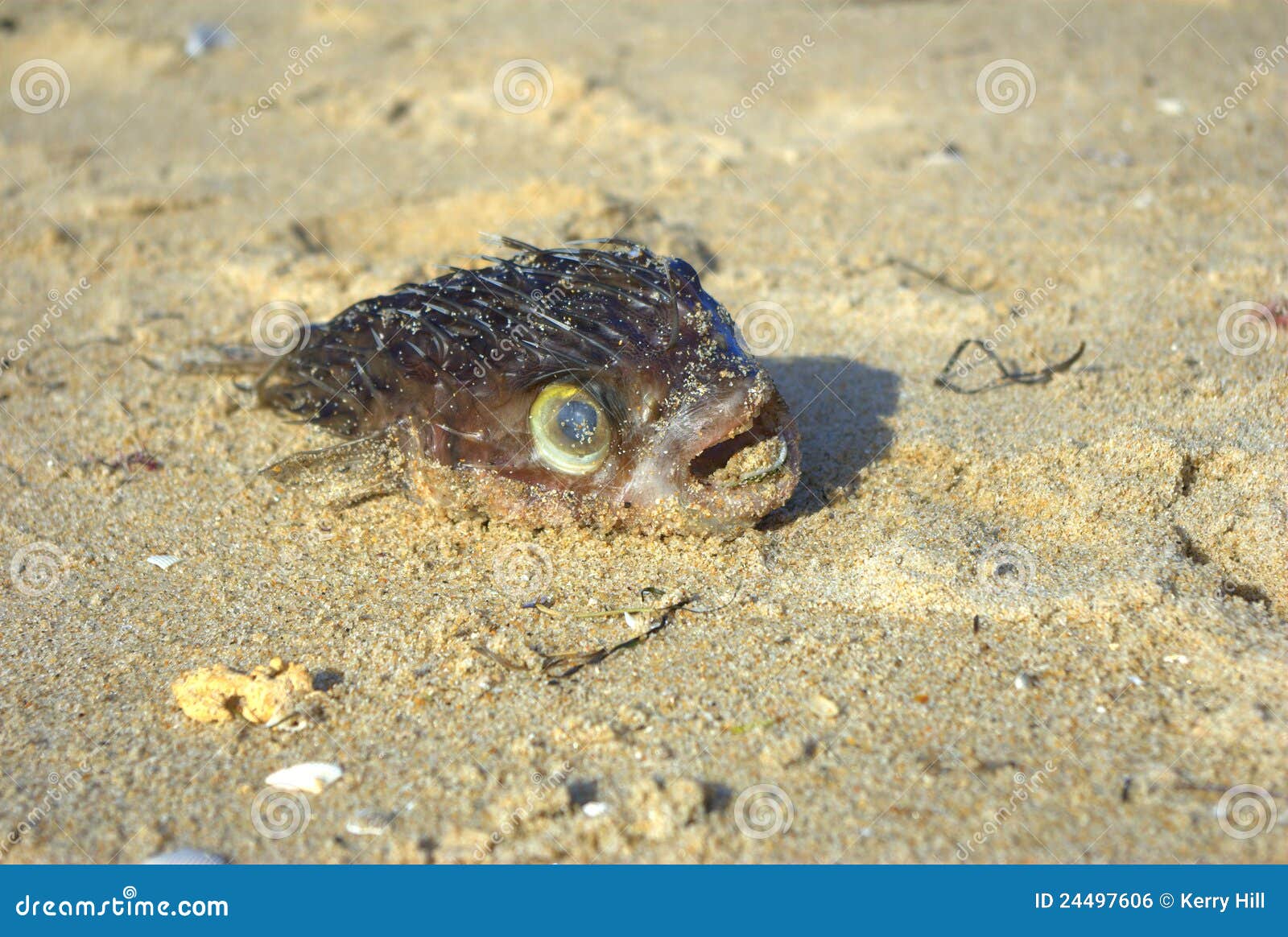 Dead fish stock photo. Image of death, life, black, dead - 24497606