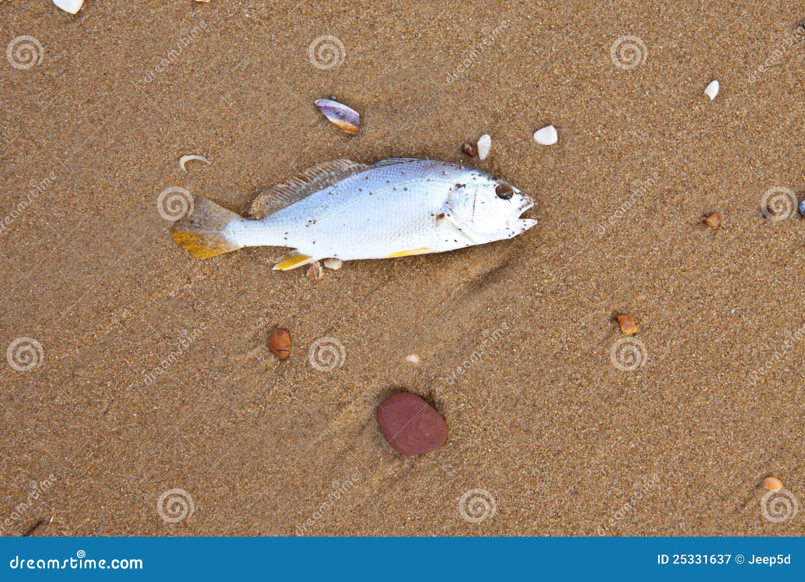 Dead fish stock image. Image of dead, beach, pond, river - 25331637