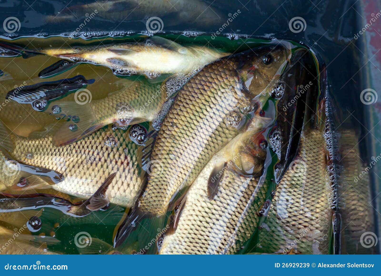 Dead fish stock image. Image of killed, carp, animals - 26929239
