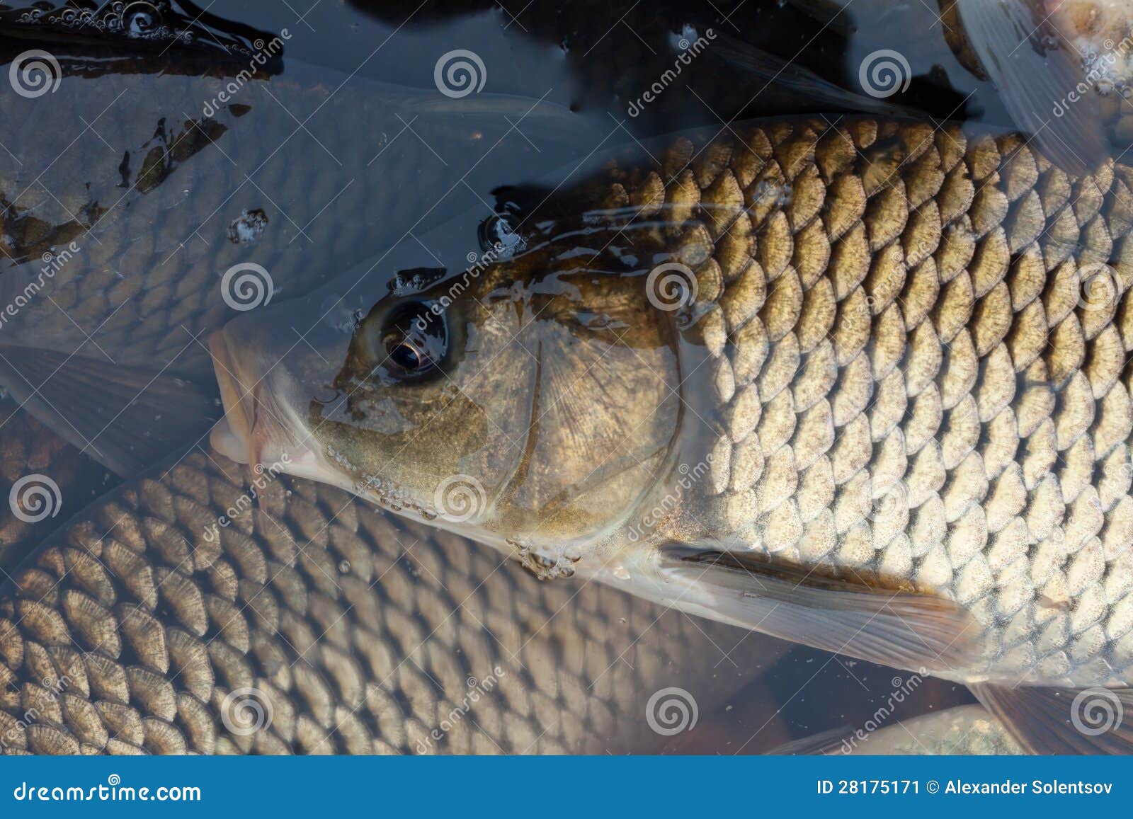 Dead fish stock image. Image of killed, food, animals - 28175171