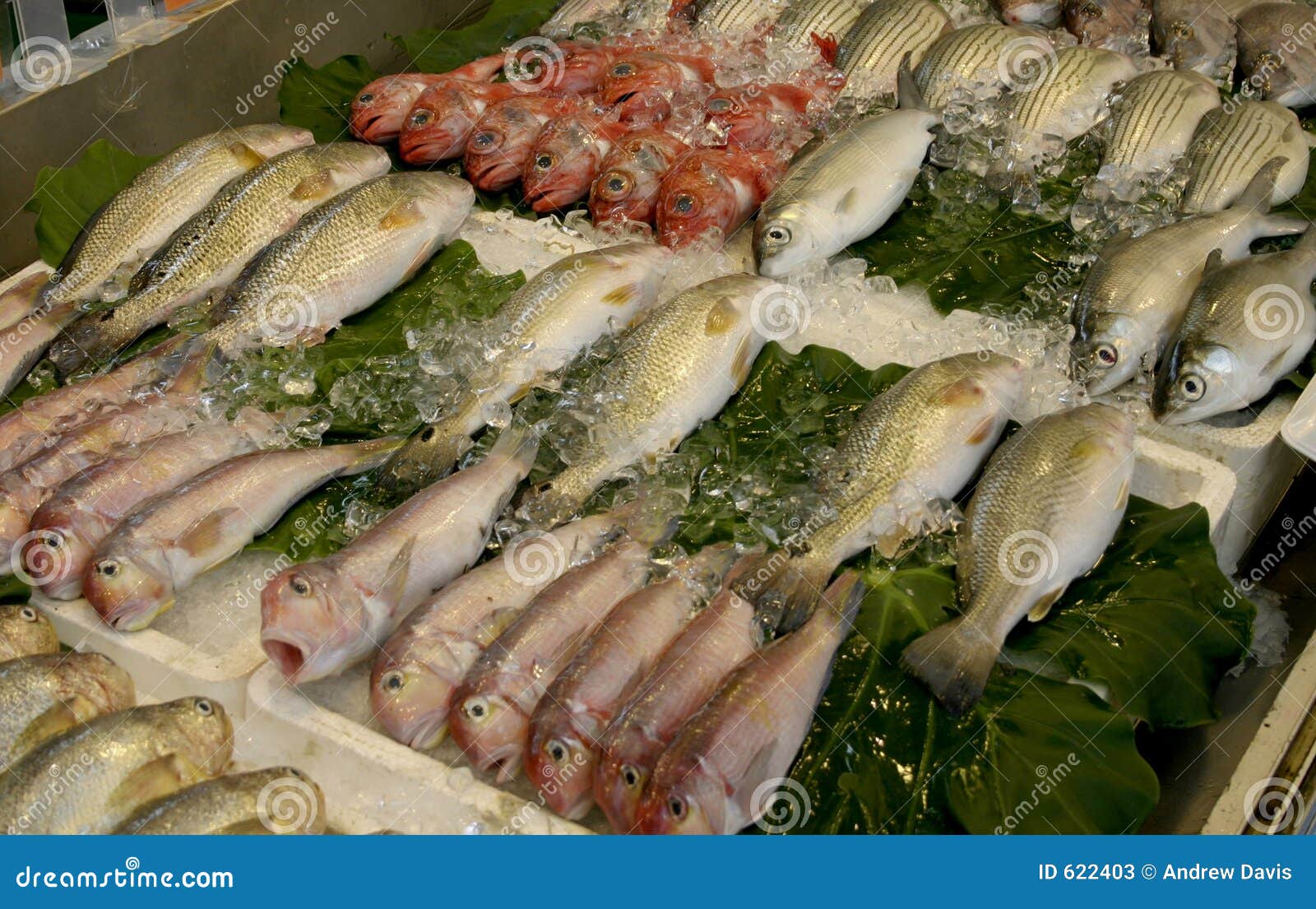 Dead Fish Stock Image | CartoonDealer.com #55979845