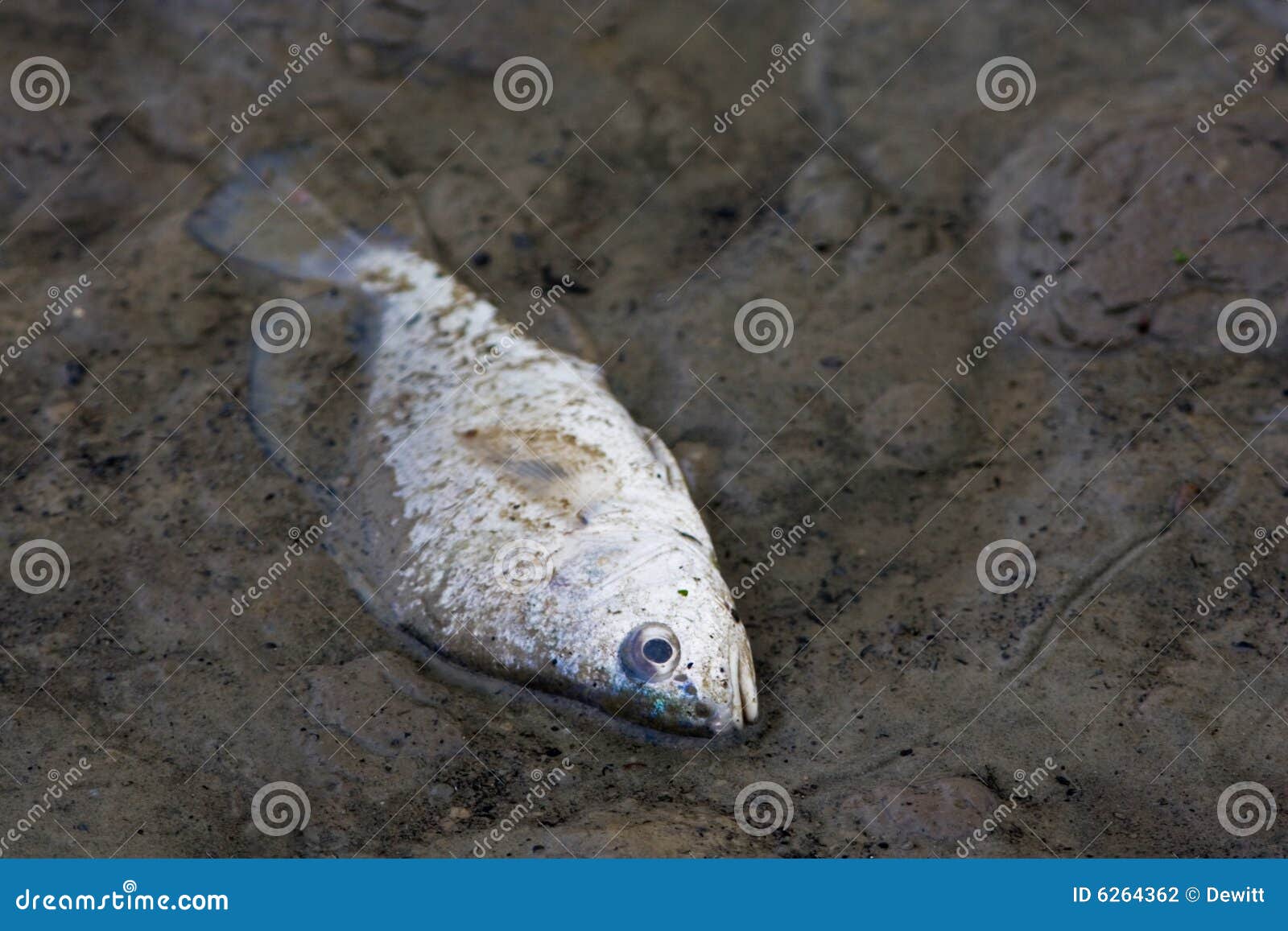 Dead fish stock photo. Image of small, gaspergoo, wildlife - 6264362