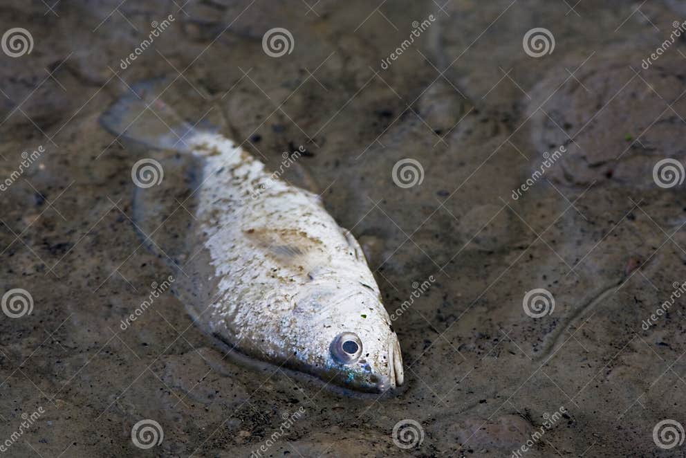 Dead fish stock photo. Image of small, gaspergoo, wildlife - 6264362