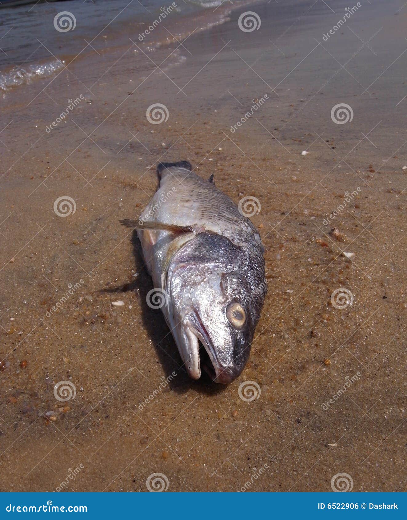 Dead fish stock photo. Image of environmental, dead, poison - 6522906