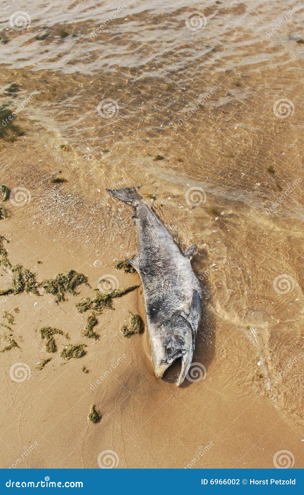 Dead fish. stock photo. Image of dead, death, coastal - 6966002