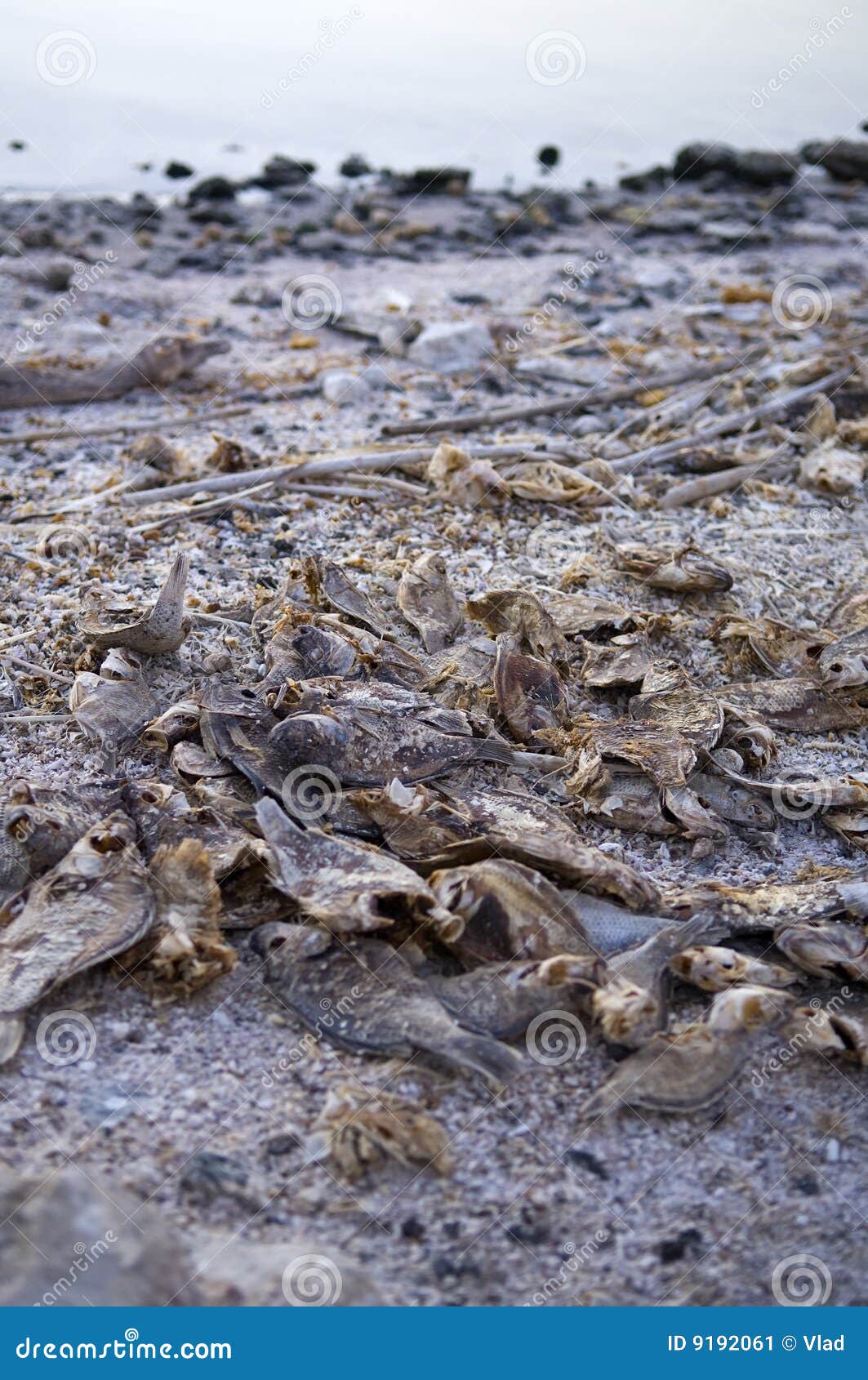 Dead fish stock image. Image of decompose, rotten, disaster - 9192061