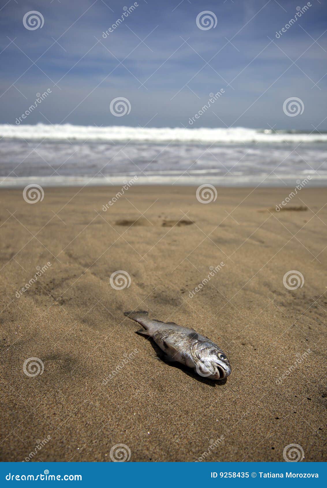 Dead fish stock image. Image of destination, beauty, fish - 9258435