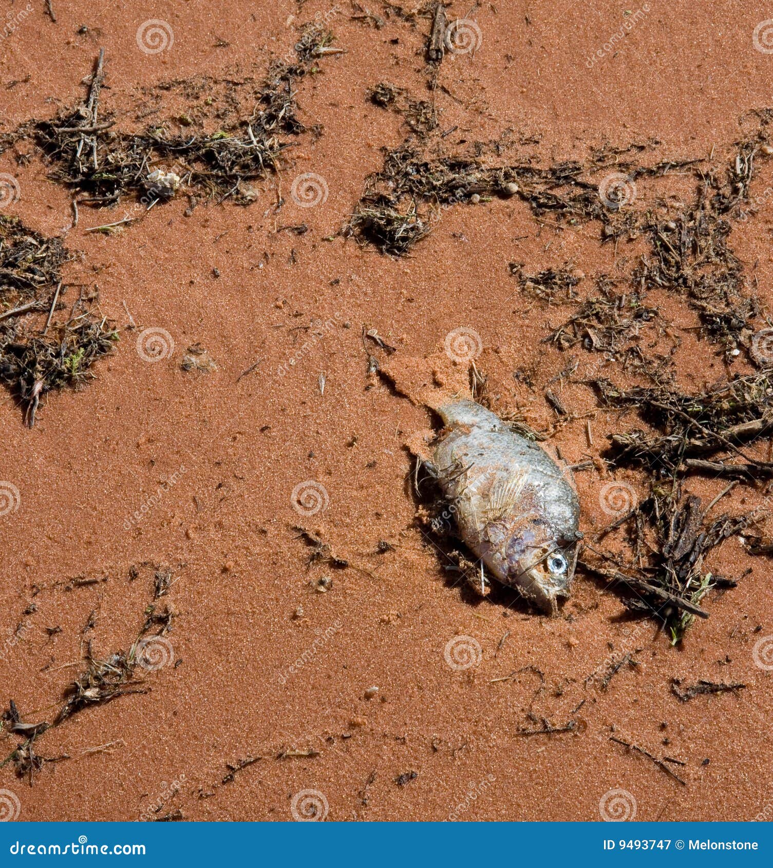 Dead fish stock image. Image of danger, poisoned, copyspace - 9493747