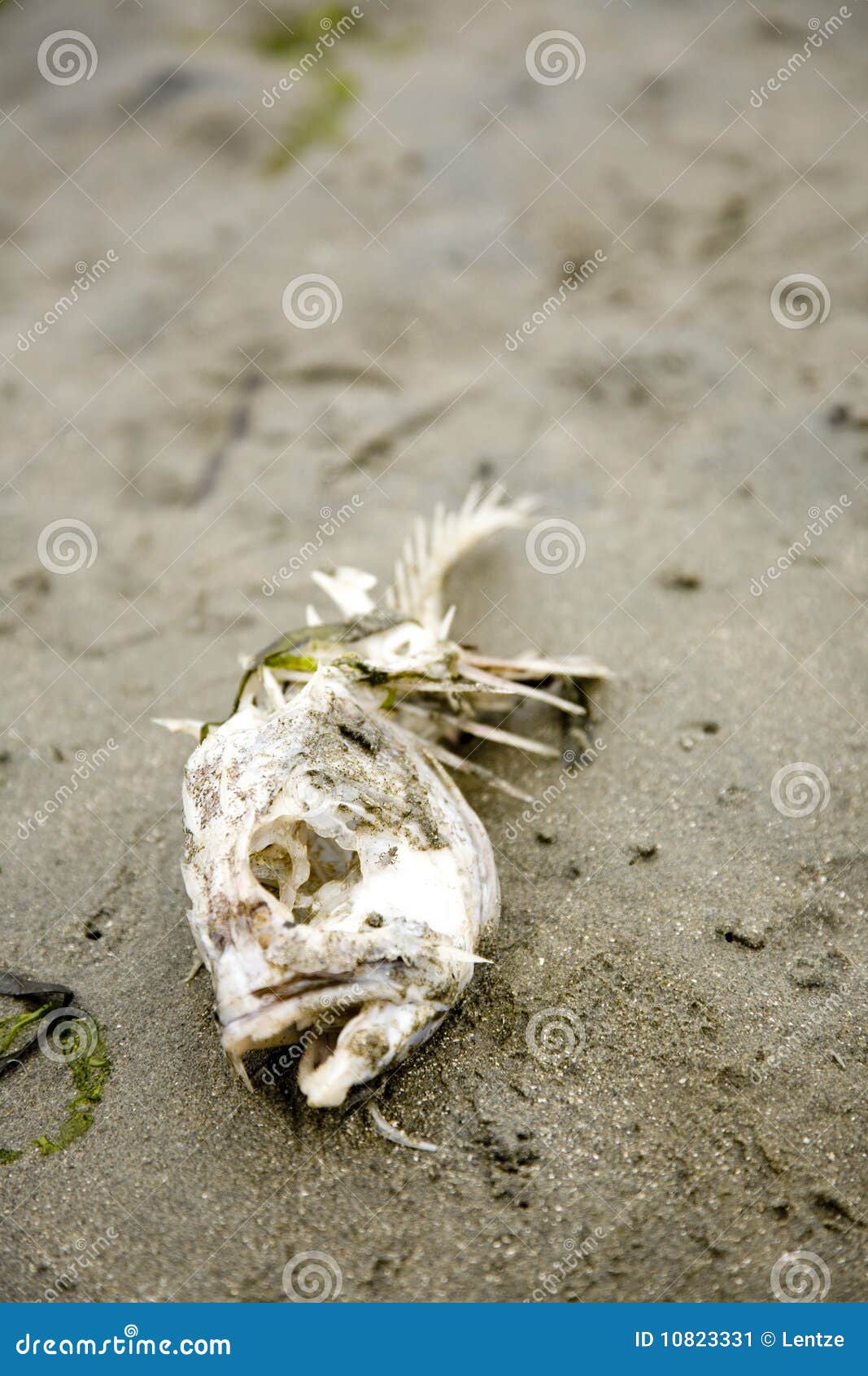 Dead fish on beach stock image. Image of details, remains - 10823331