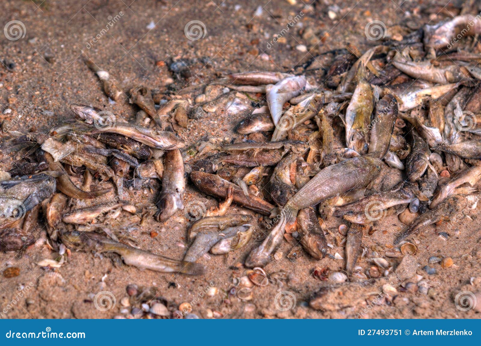 Dead fish on the beach stock image. Image of poison, coast - 27493751