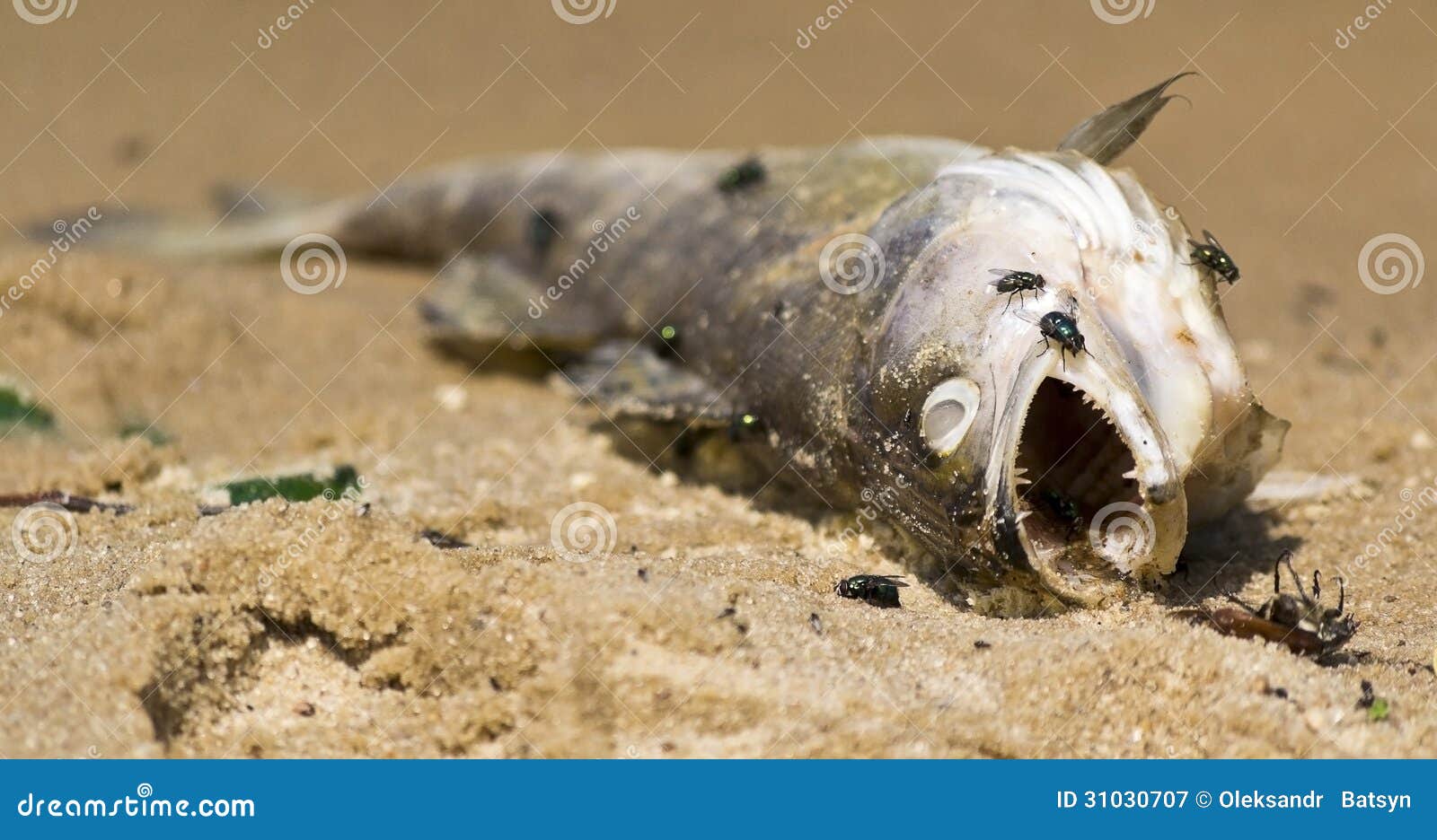 Dead fish stock image. Image of beach, blue, ocean, disaster - 31030707