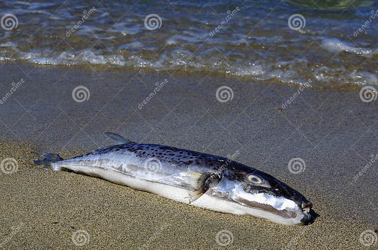 Dead fish stock photo. Image of life, deadly, dirty, ecology - 35214774