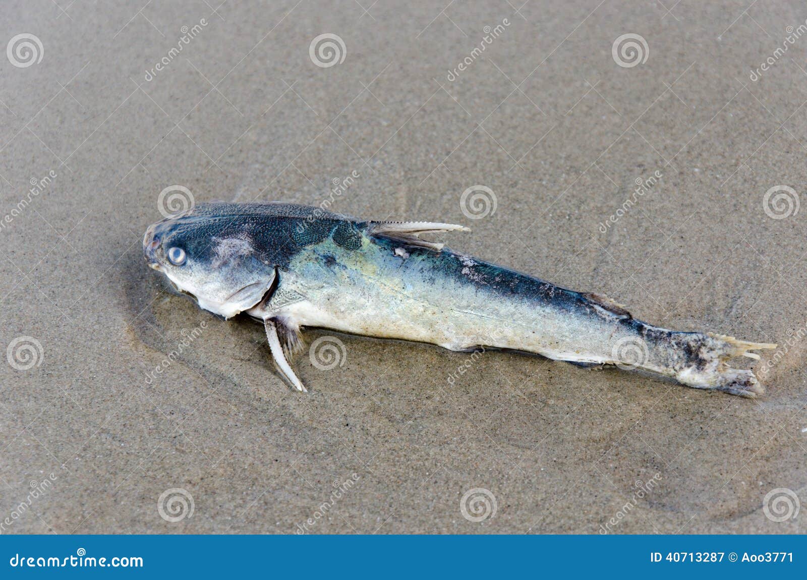 Dead fish stock image. Image of disaster, ecology, environment - 40713287