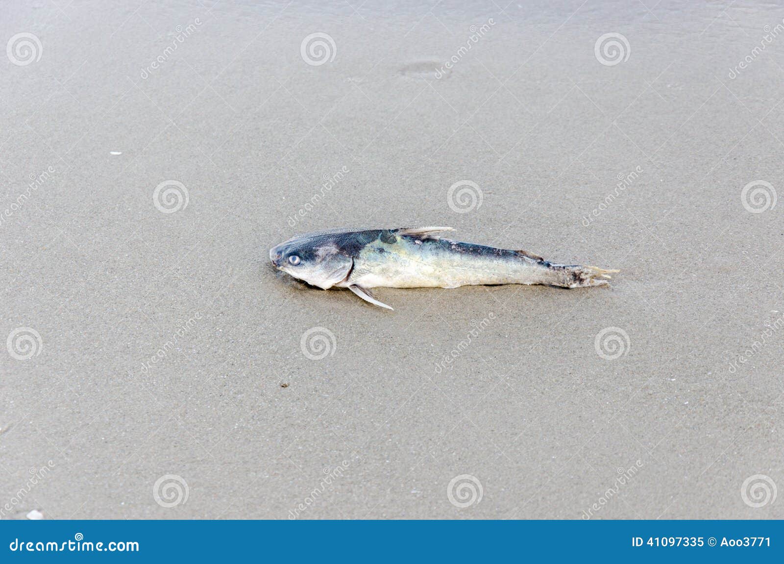 Dead fish stock image. Image of water, catastrophe, disaster - 41097335