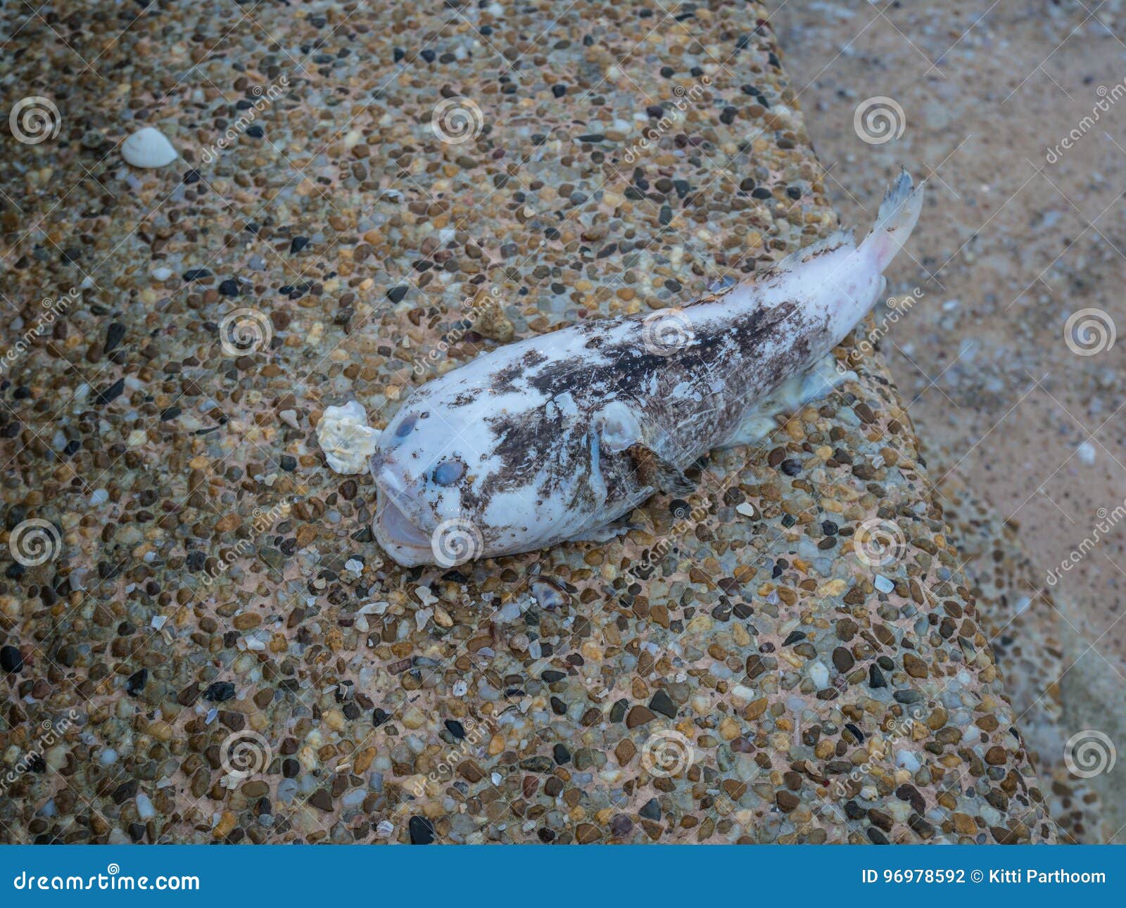 Dead fish stock photo. Image of head, nature, bacterial - 96978592