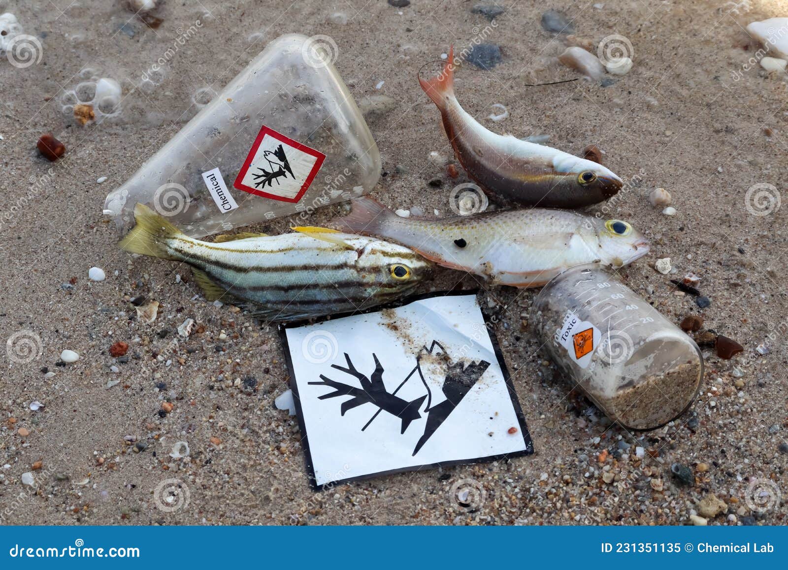 Dead Fish by Dangerous Chemicals Stock Image - Image of marine ...