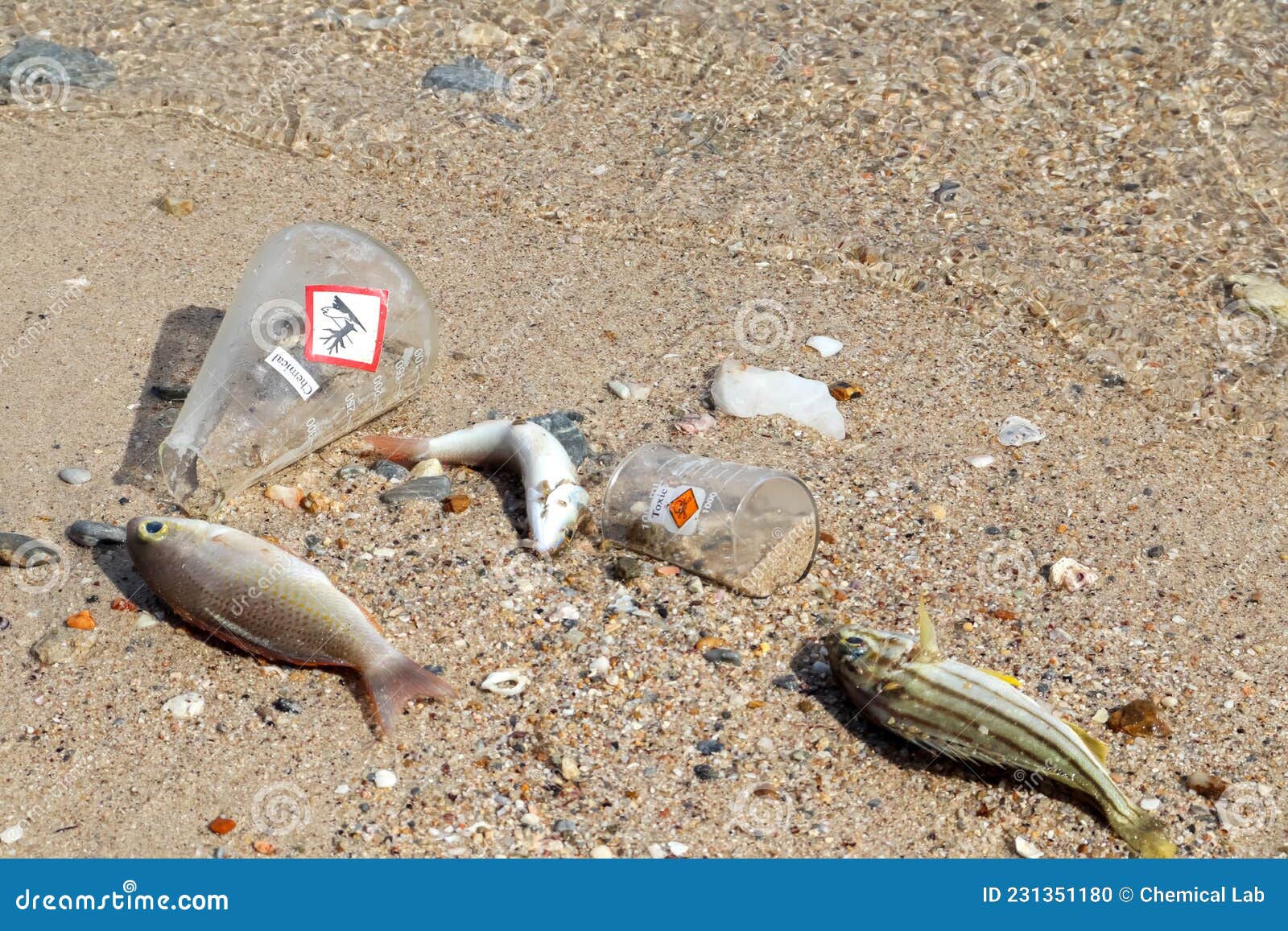 Dead Fish by Dangerous Chemicals Stock Photo - Image of dangerous ...