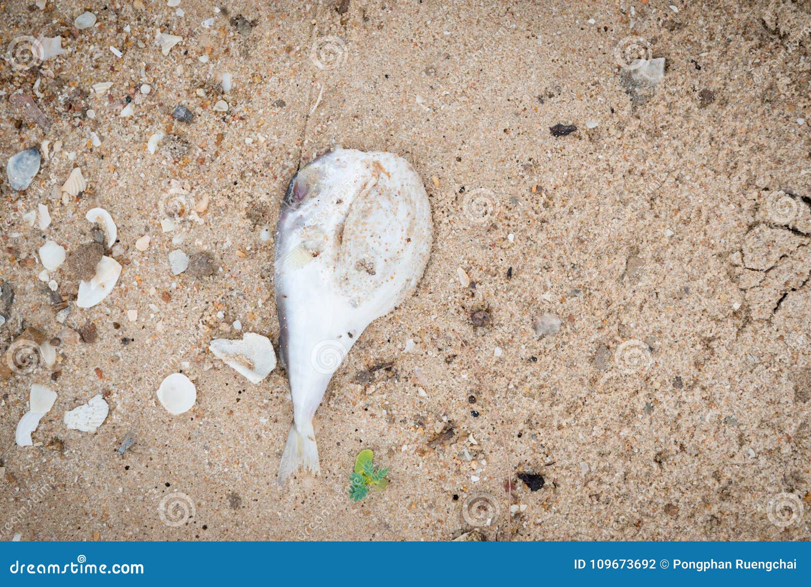 Dead fish on beach stock photo. Image of water, ecology - 109673692