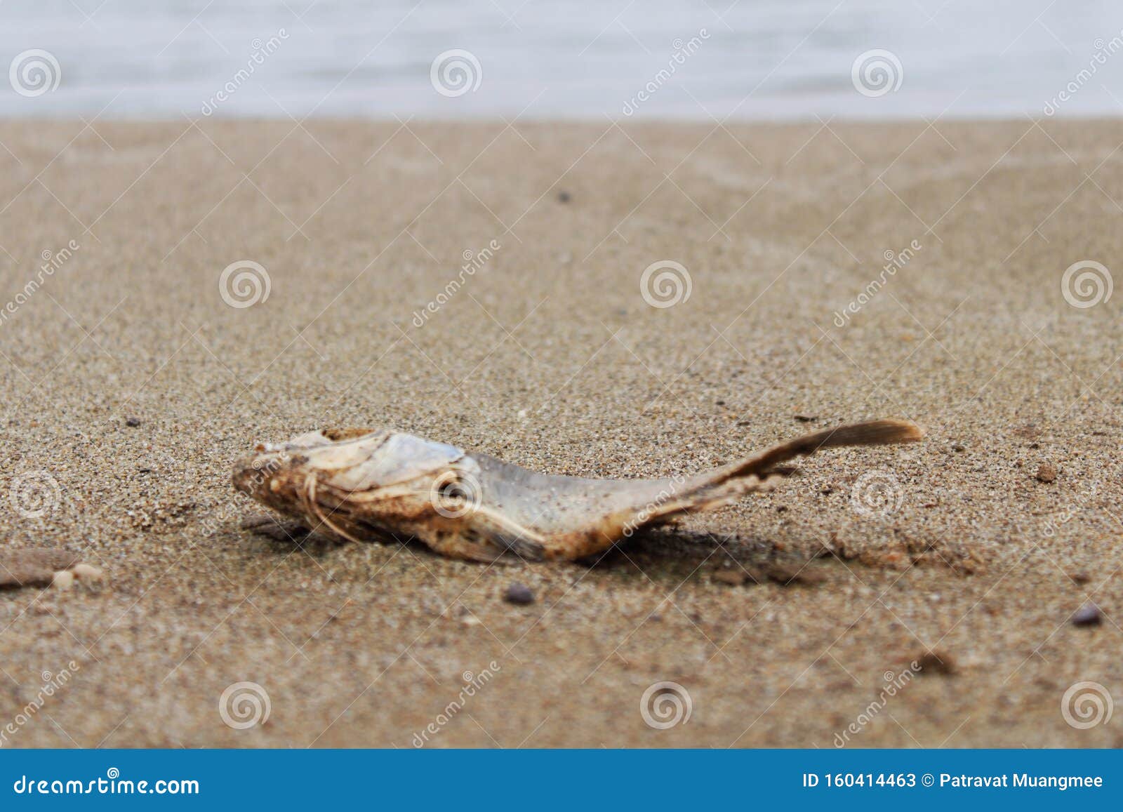 Dead fish on the beach. stock image. Image of animal - 160414463
