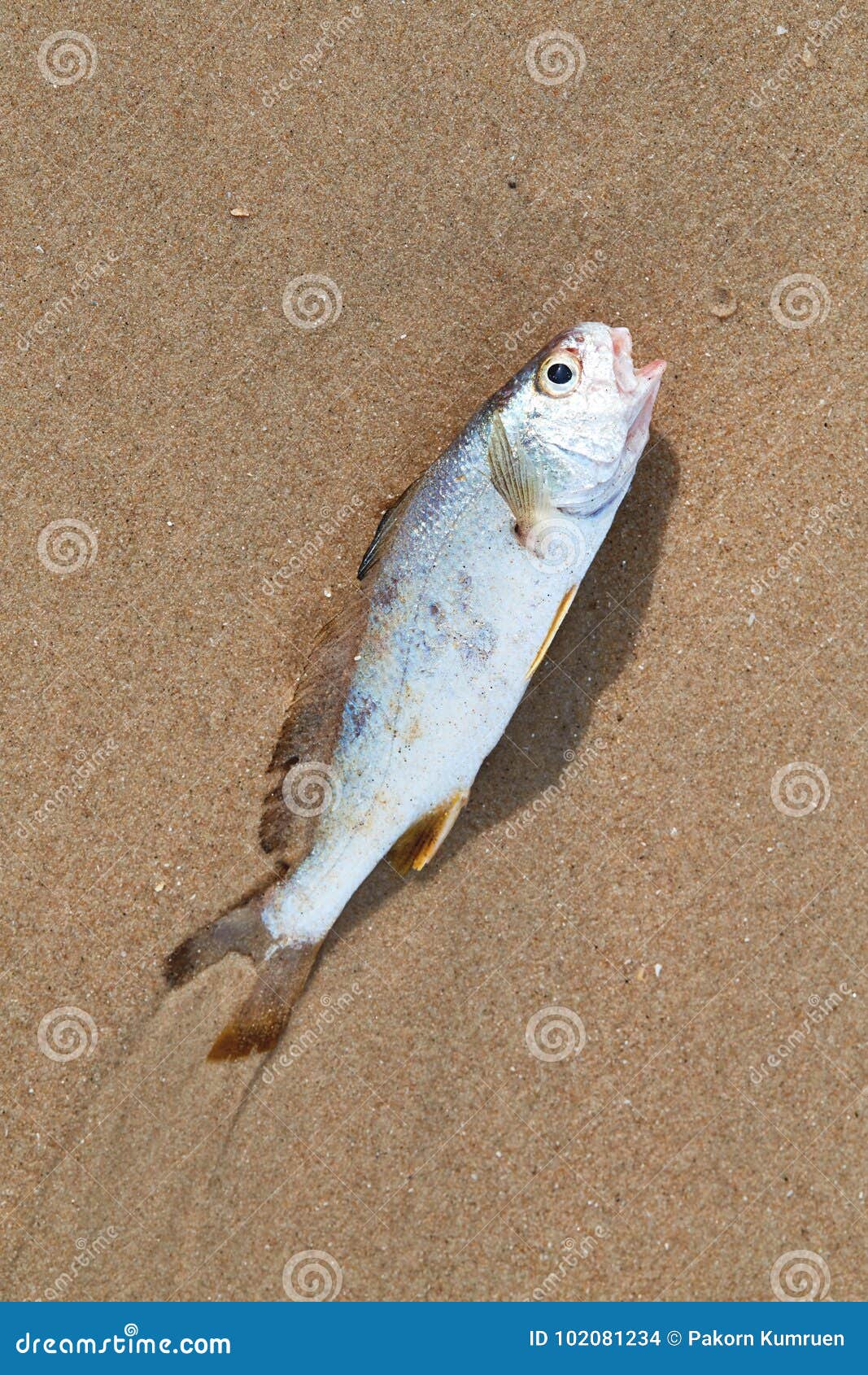 Dead fish on the beach stock photo. Image of water, life - 102081234