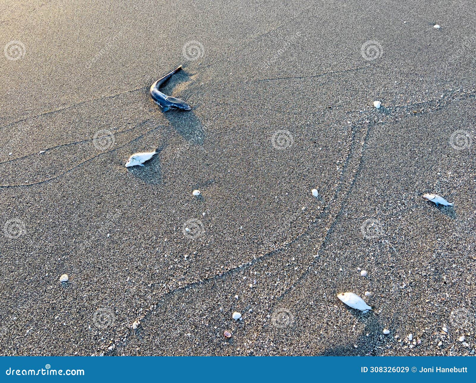 Dead Fish on a Beach Due To a Red Tide in the Florida Gulf of Mexico ...