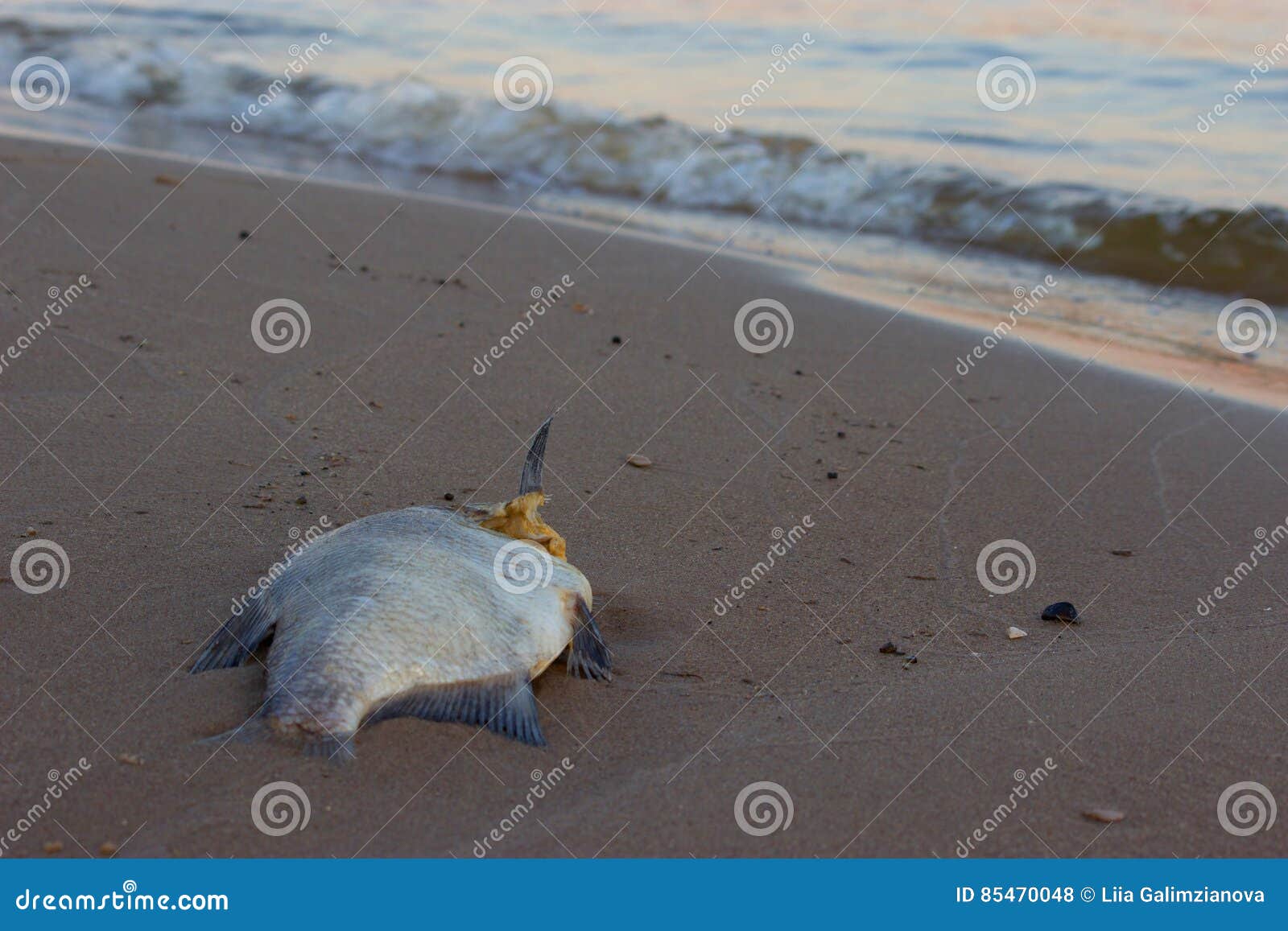 Dead fish on the beach stock photo. Image of decay, drum - 85470048