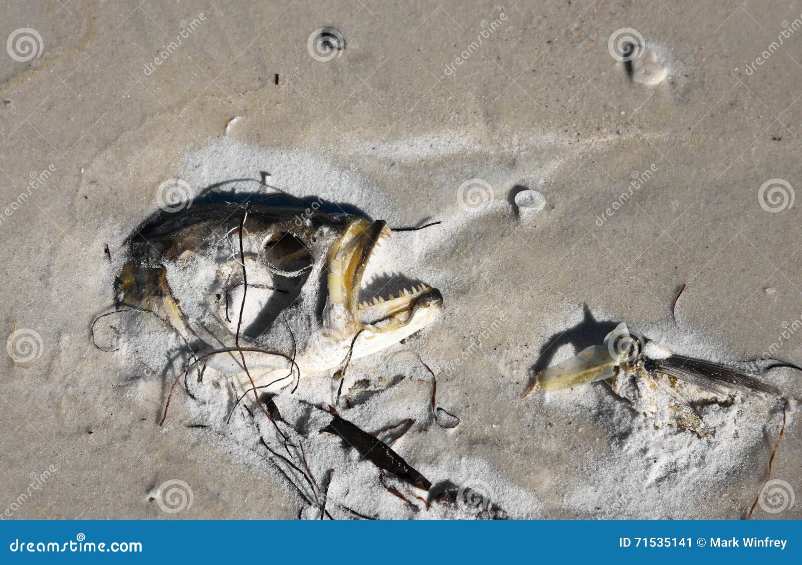 Dead Fish on the Beach stock image. Image of carcass - 71535141